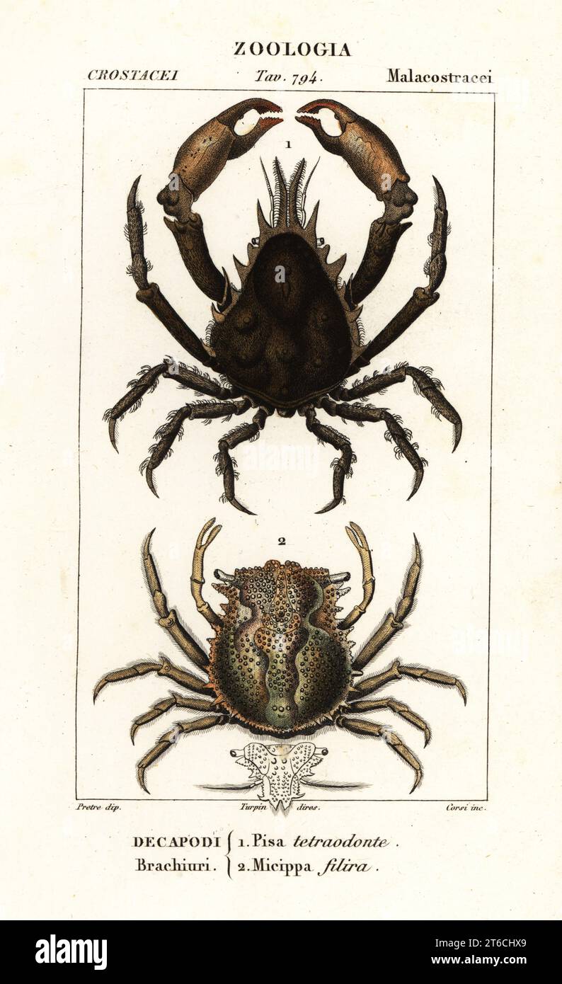 Pisa tetraodon 1, and spider crab, Micippa philyra 2. Pisa tetraodonte ...