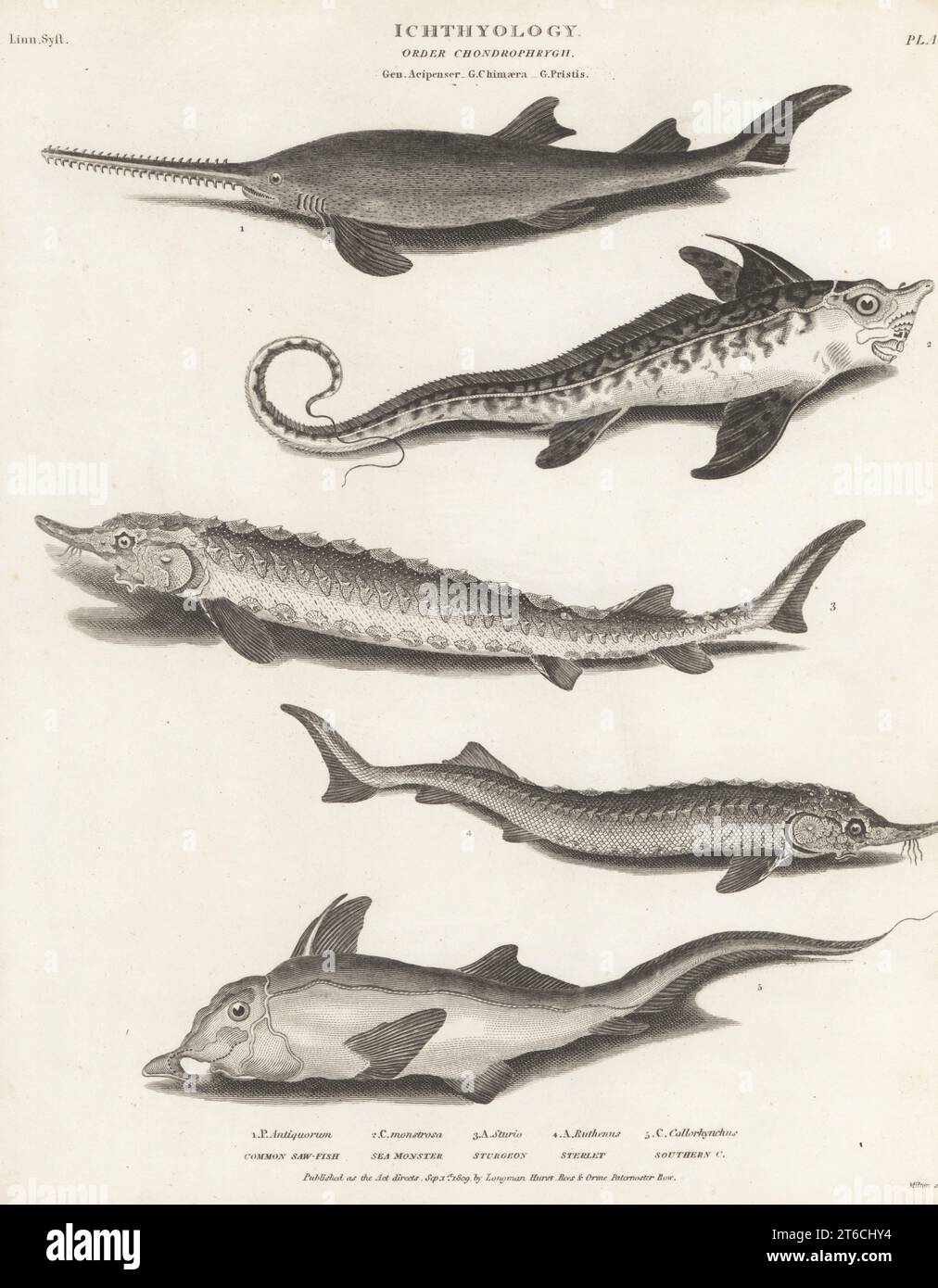 American elephant fish hi-res stock photography and images - Alamy