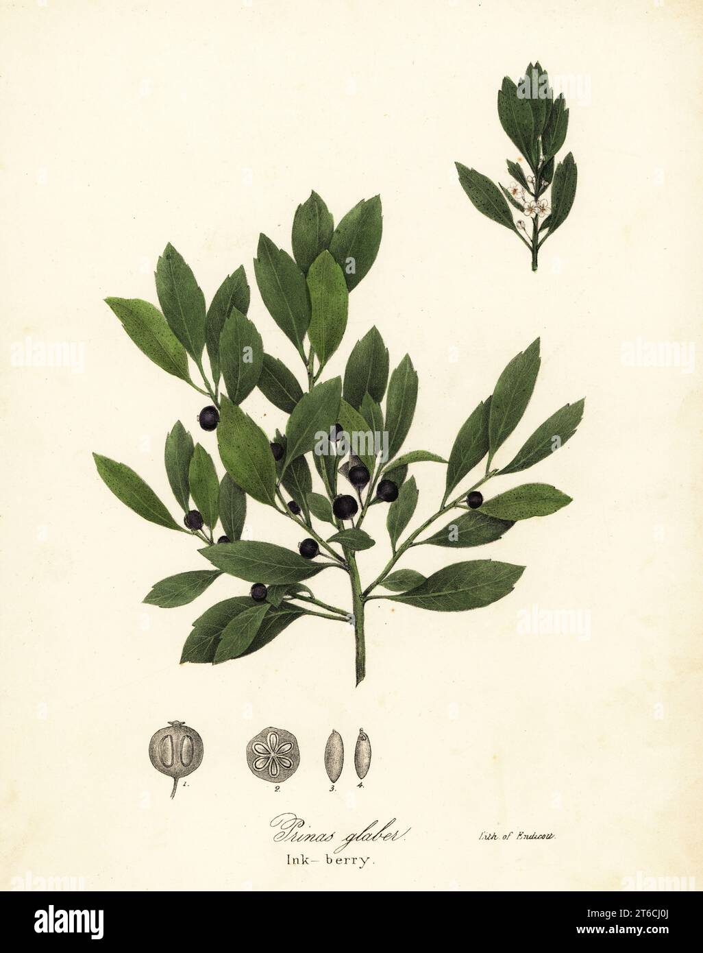 Appalachian tea, dye-leaves, evergreen winterberry, gallberry and ...