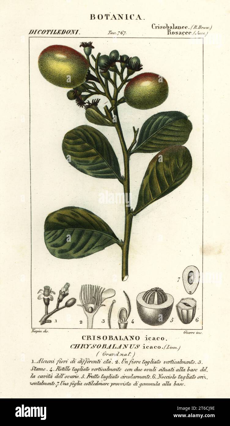 Cocoplum, Chrysobalanus icaco, Crisobalano icaco. Handcoloured ...