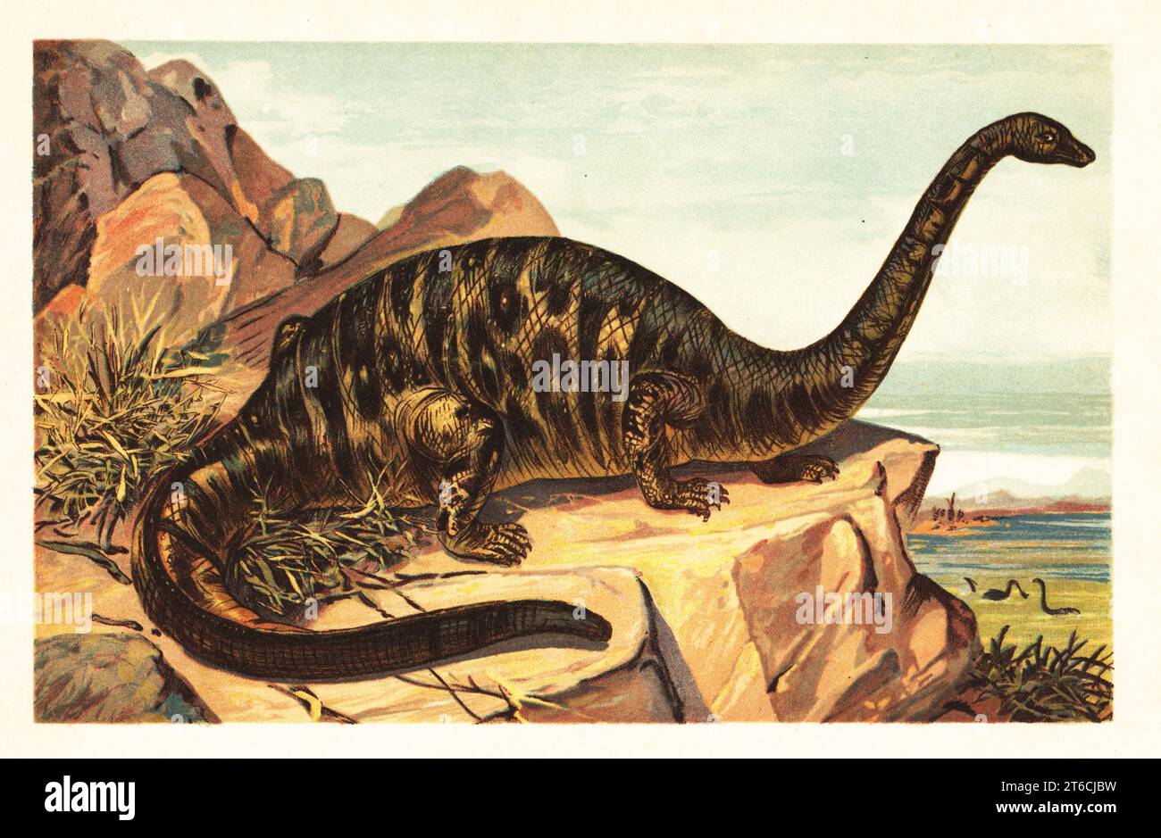 Brontosaurus excelsus, extinct species of gigantic quadruped sauropod ...