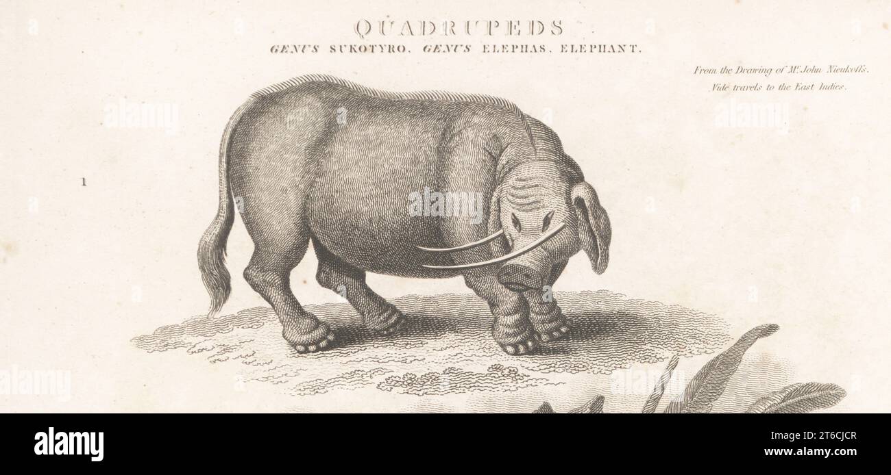 Mythical creature sukotyro, Sukotyro indicus, from a drawing by Dutch ...