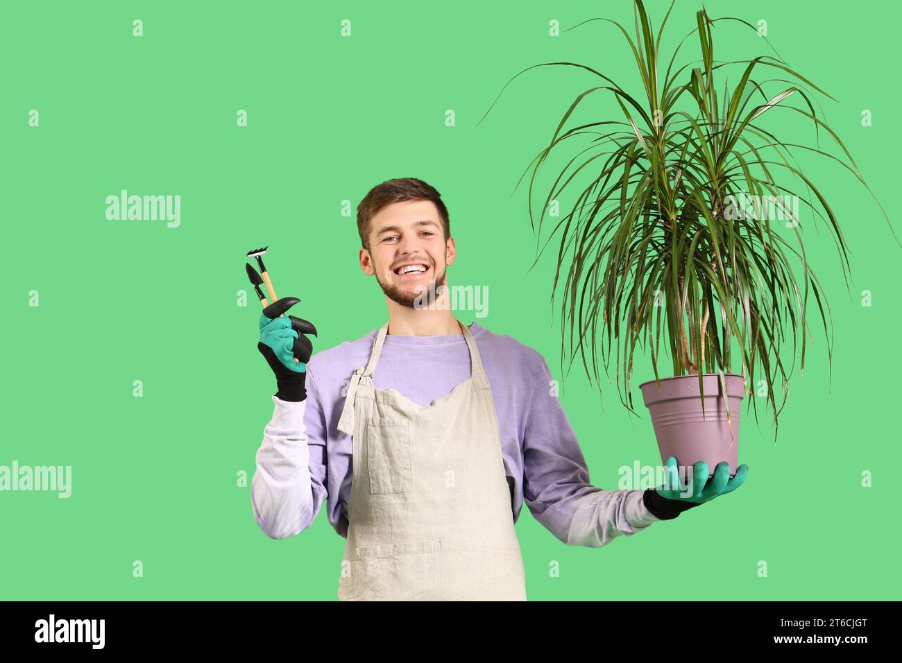 Bearded palm tree hi-res stock photography and images - Alamy