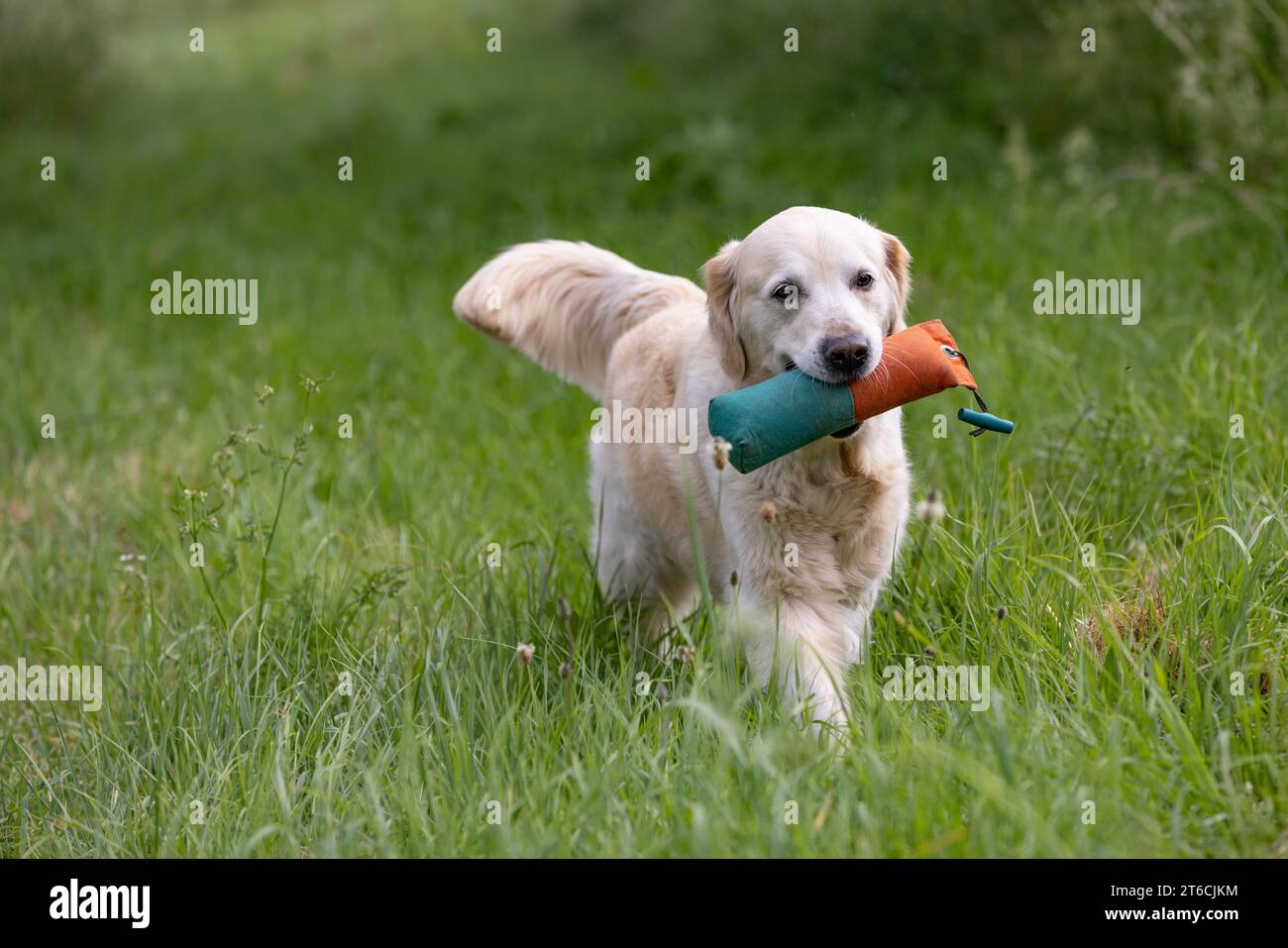Beautiful golden retriever dog running with a dummy in his mouth Stock ...