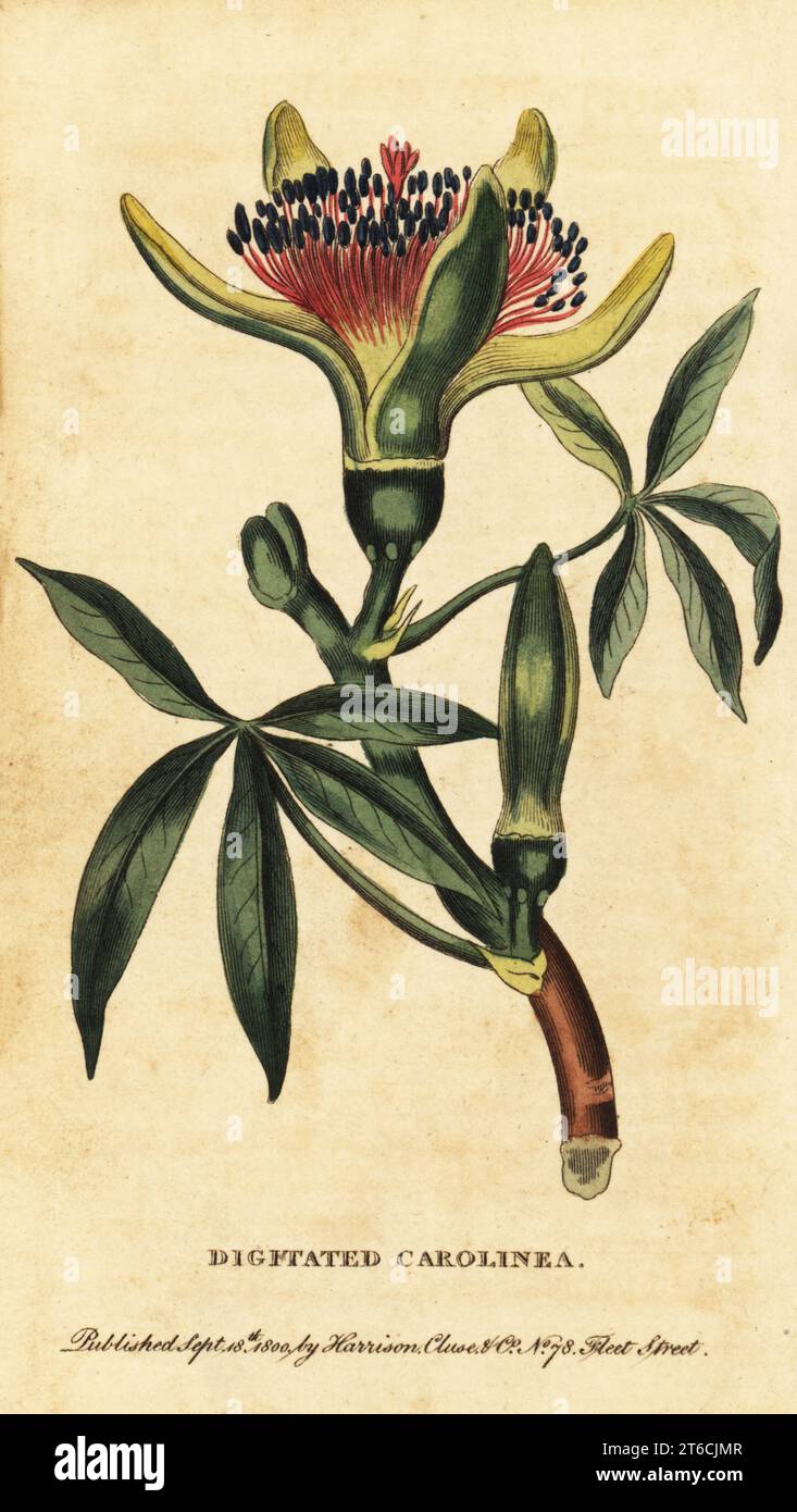 Digitated carolinea hi-res stock photography and images - Alamy