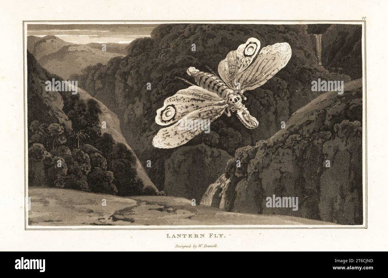 Lantern fly or peanut bug, Fulgora laternaria, Fulgora lanternaria ...