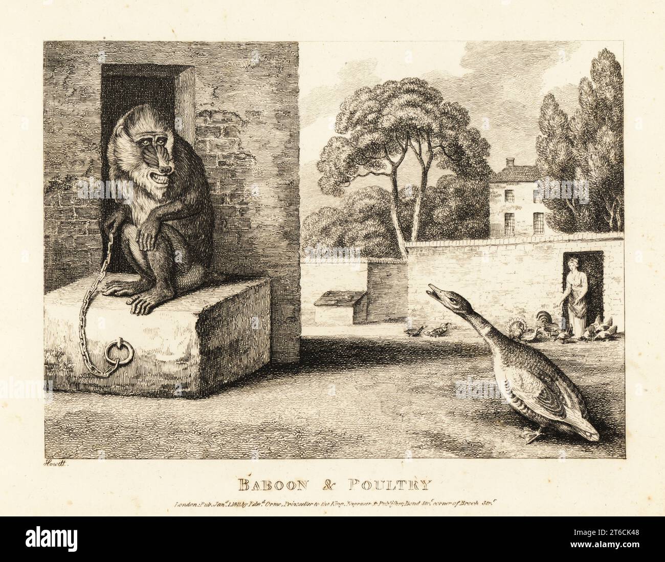 Baboon and the poultry hi-res stock photography and images - Alamy