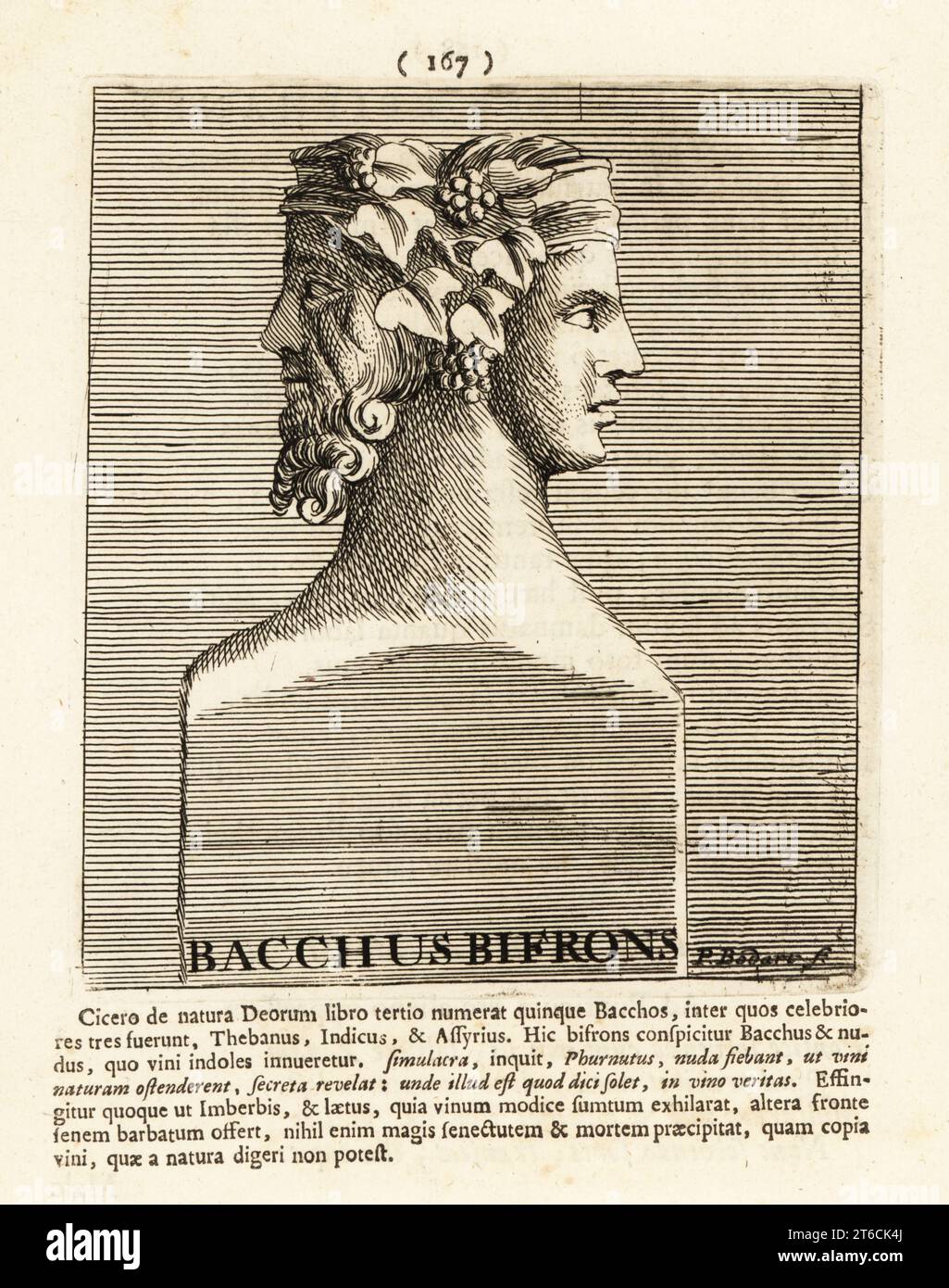 Bacchus bifrons hi-res stock photography and images - Alamy