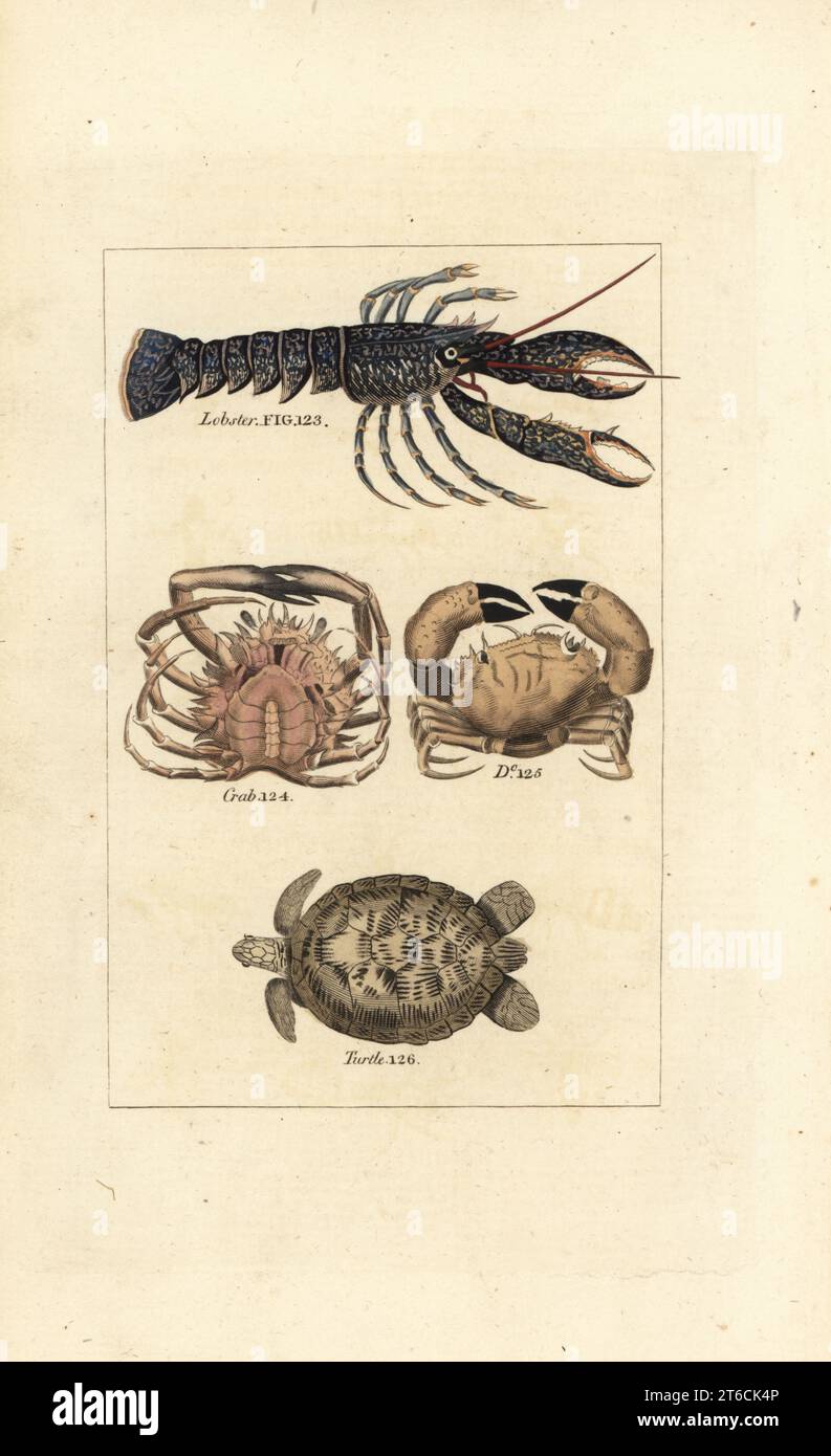 European lobster, Homarus gammarus 123, European spider crab, Maja ...