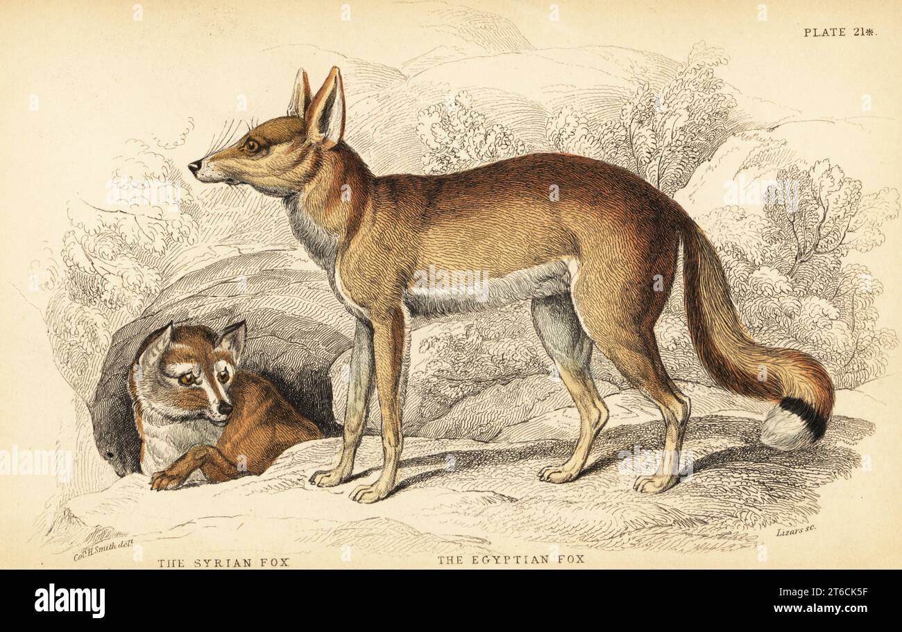 Syrian fox or Taaleb, Vulpes thaleb (or Blanford's fox, Vulpes cana ...