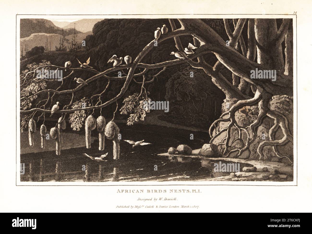A group of weaverbirds and their distinctive hanging nests over a river ...