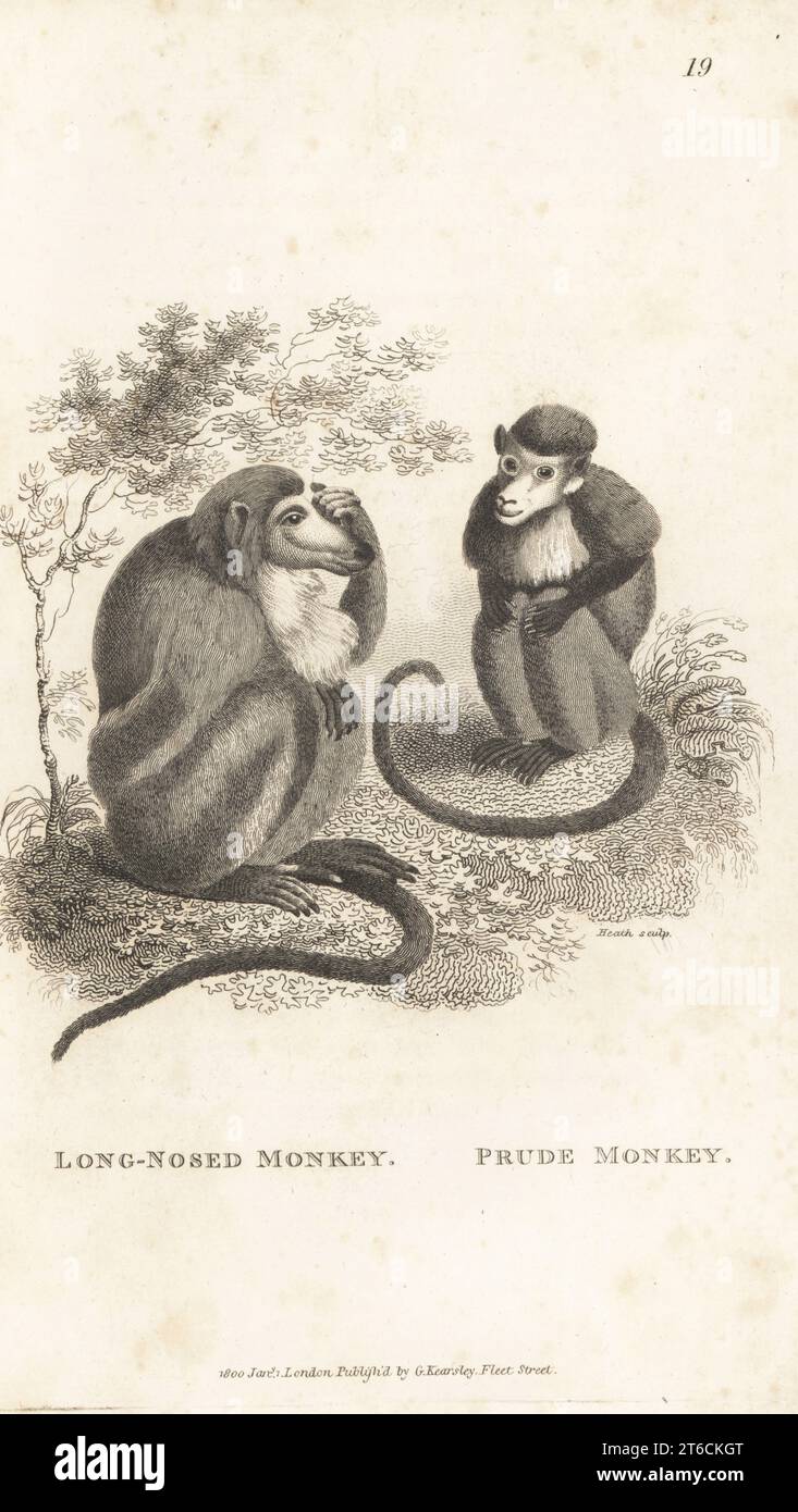 Endangered proboscis monkey, Nasalis larvatus. As long-nosed monkey ...