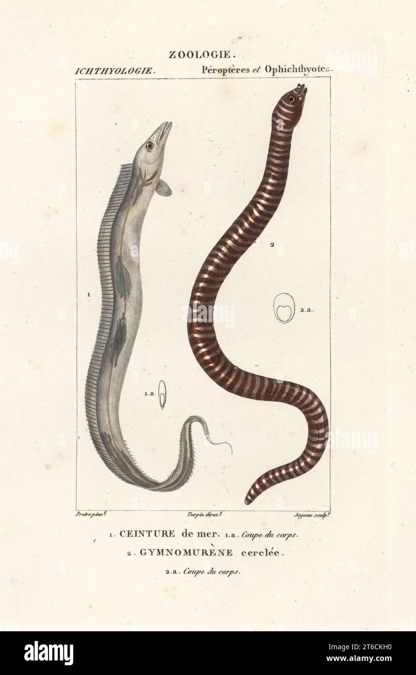Largehead hairtail, ceinture de mer, Trichiurus lepturus, and zebra ...