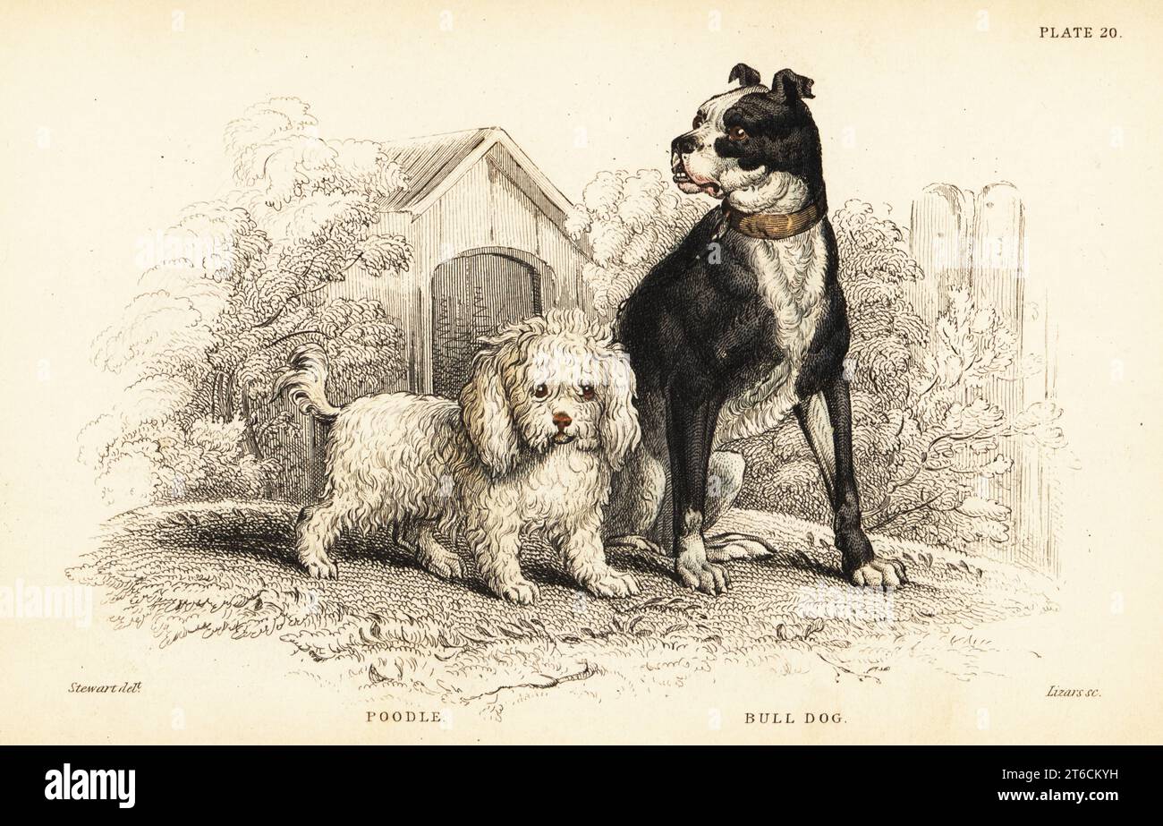 Poodle, Canis aquaticus, and bulldog, Canis anglicus. Handcoloured ...