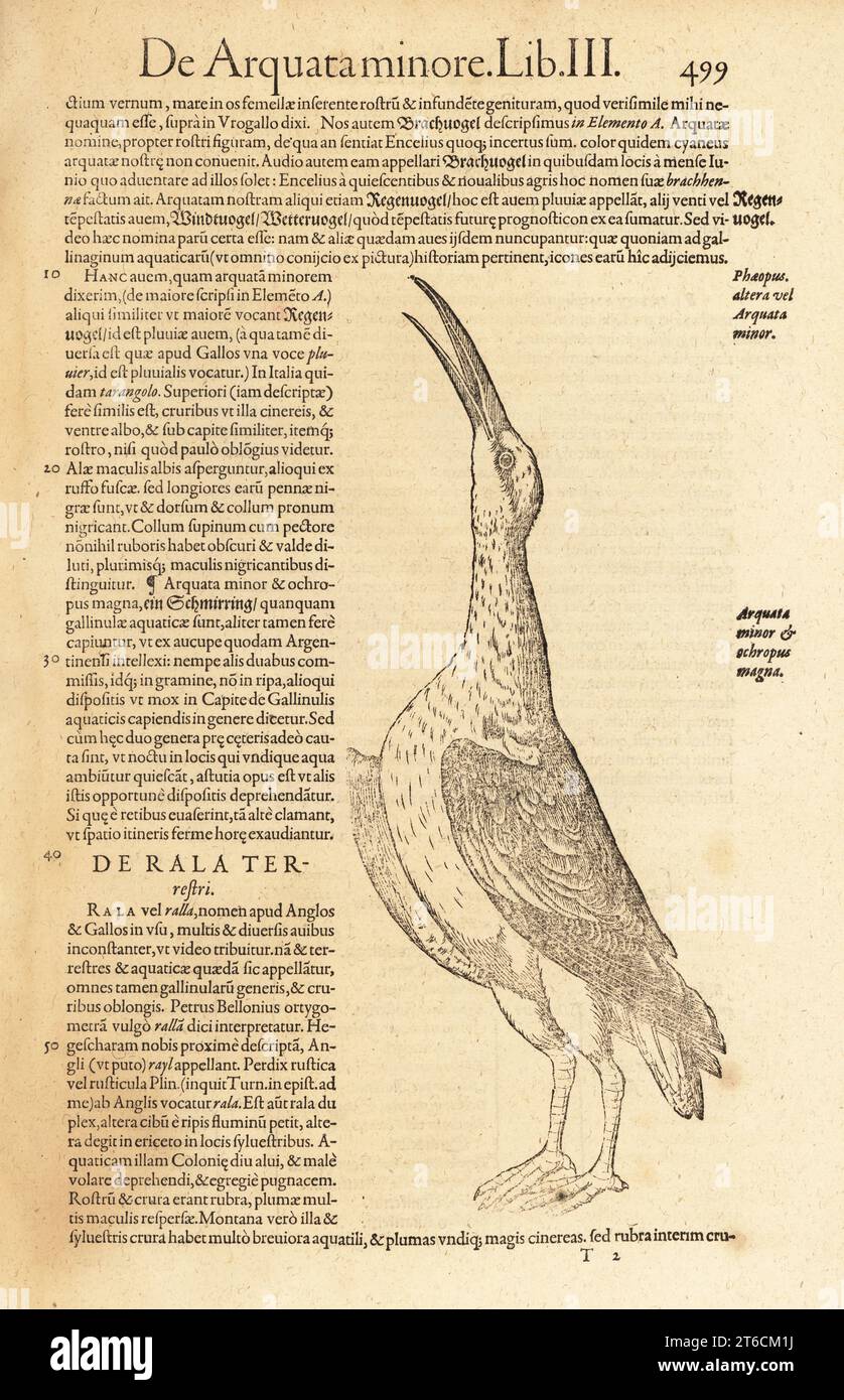 Eurasian curlew or common curlew, Numenius arquata. De Arquata minore ...