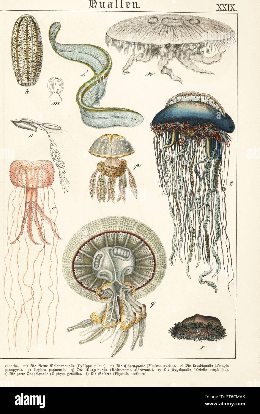 Comb jelly, Pleurobrachia pileus m, moon jelly, Aurelia aurita n ...