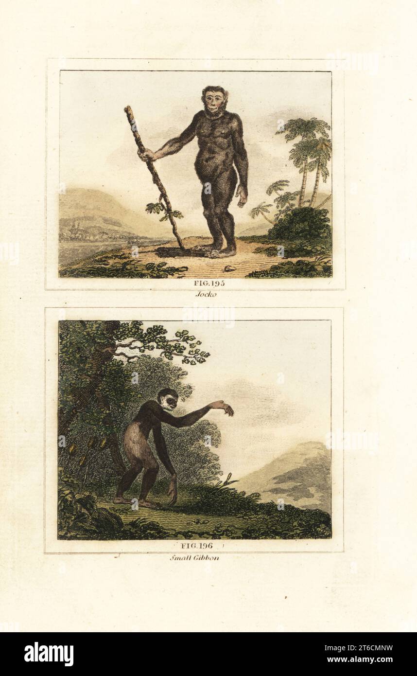 Critically endangered orangutan, pongo or jocko, Pongo pygmaeus ...