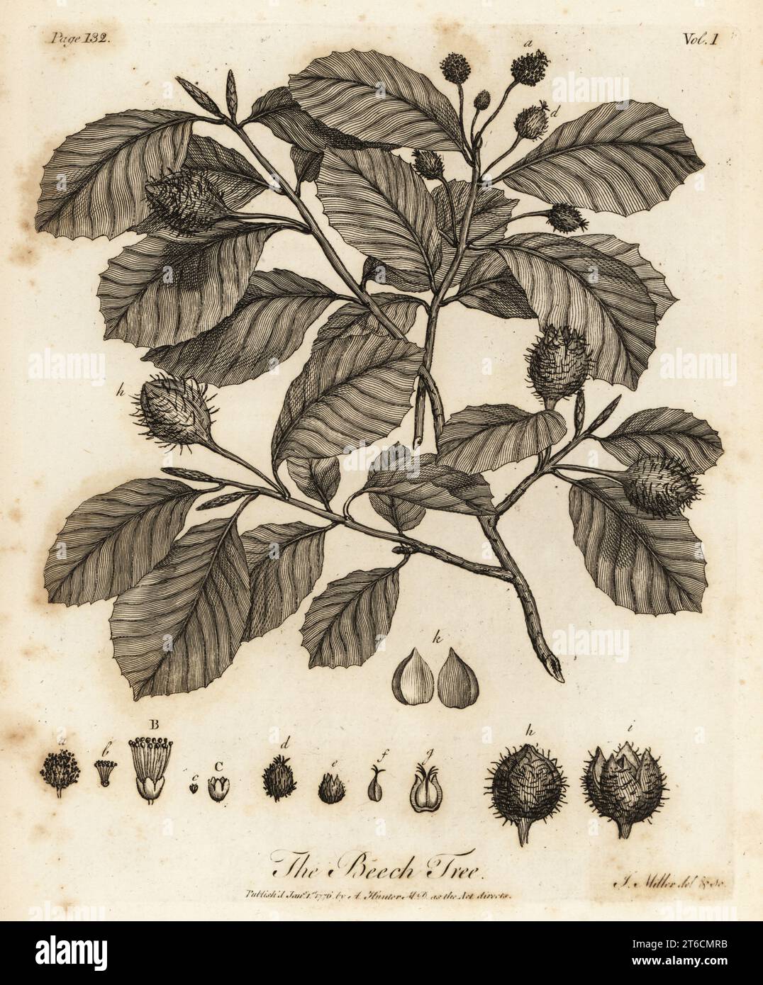 European beech or common beech, Fagus sylvatica. The Beech ...