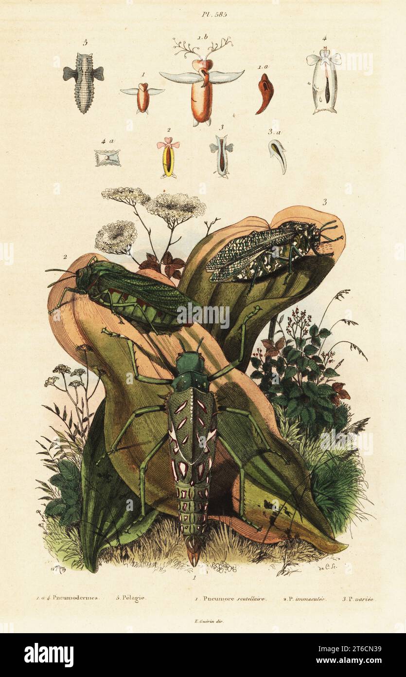 Bladder grasshoppers, Pneumora inanis, Bullacris unicolor, Physemacris ...