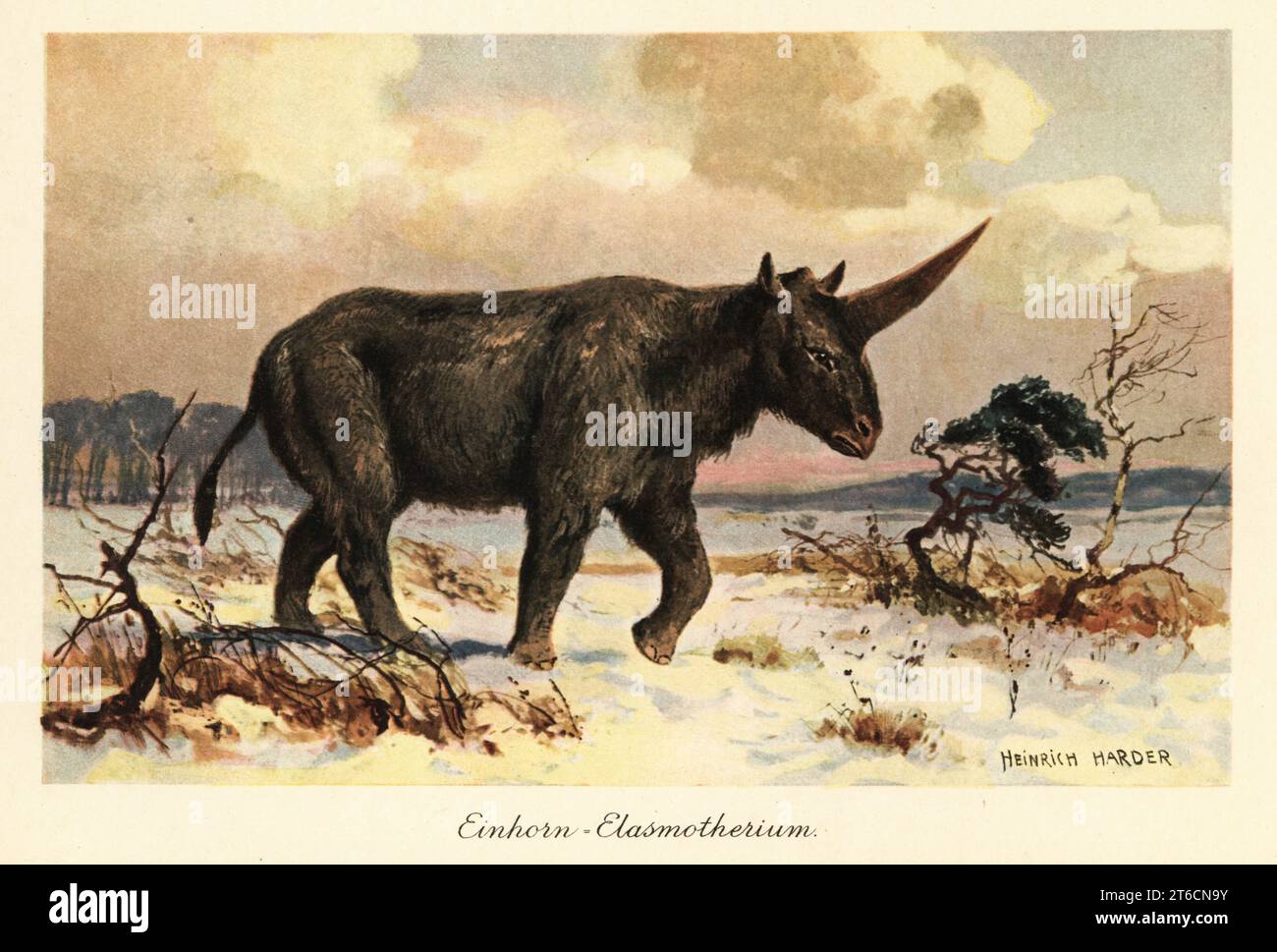 Elasmotherium hi-res stock photography and images - Alamy