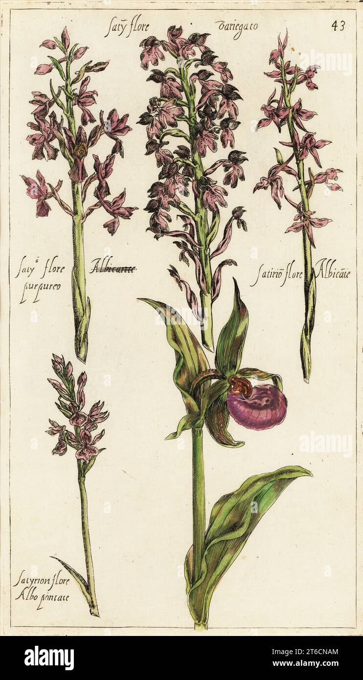 Satyrion flore albopontate hi-res stock photography and images - Alamy