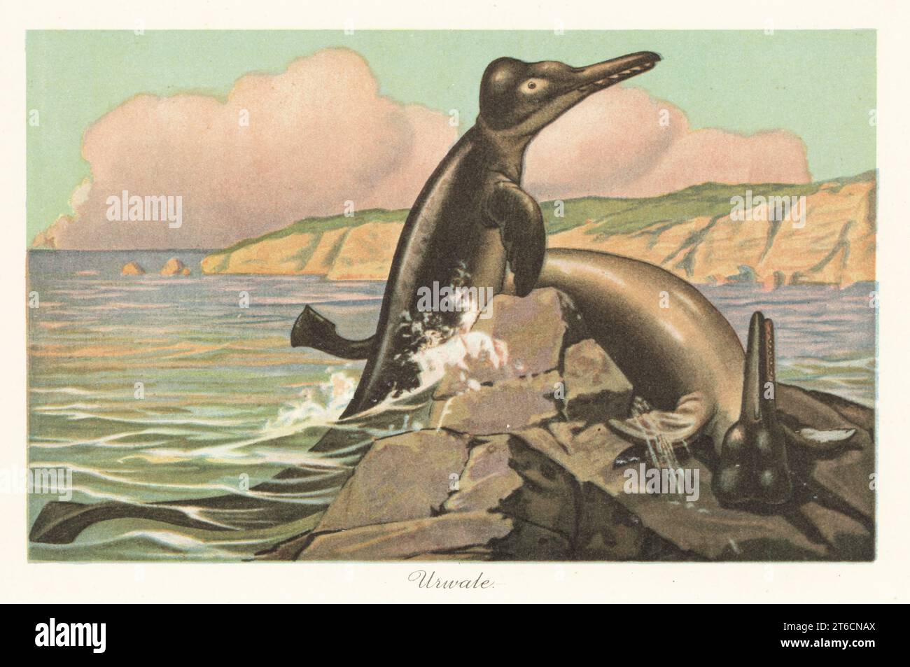 Prehistoric archaeocete whale hi-res stock photography and images - Alamy