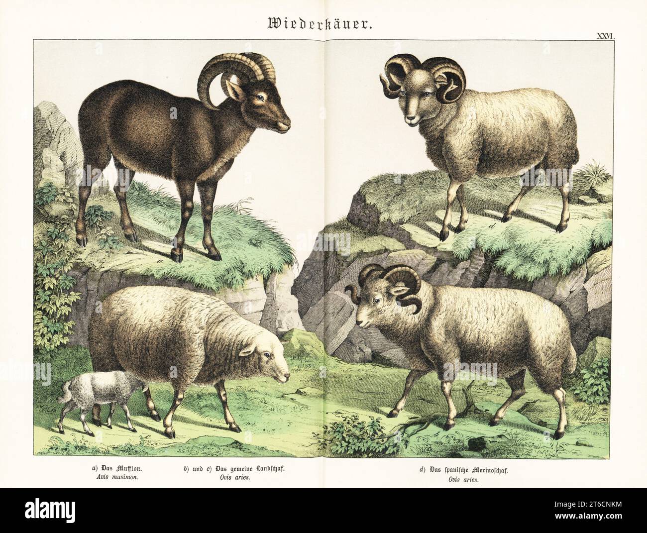 European mouflon, Ovis aries musimon, common sheep and kid, Ovis aries ...