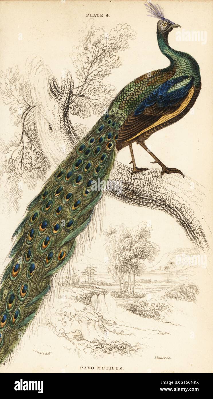 Java green peafowl hi-res stock photography and images - Alamy