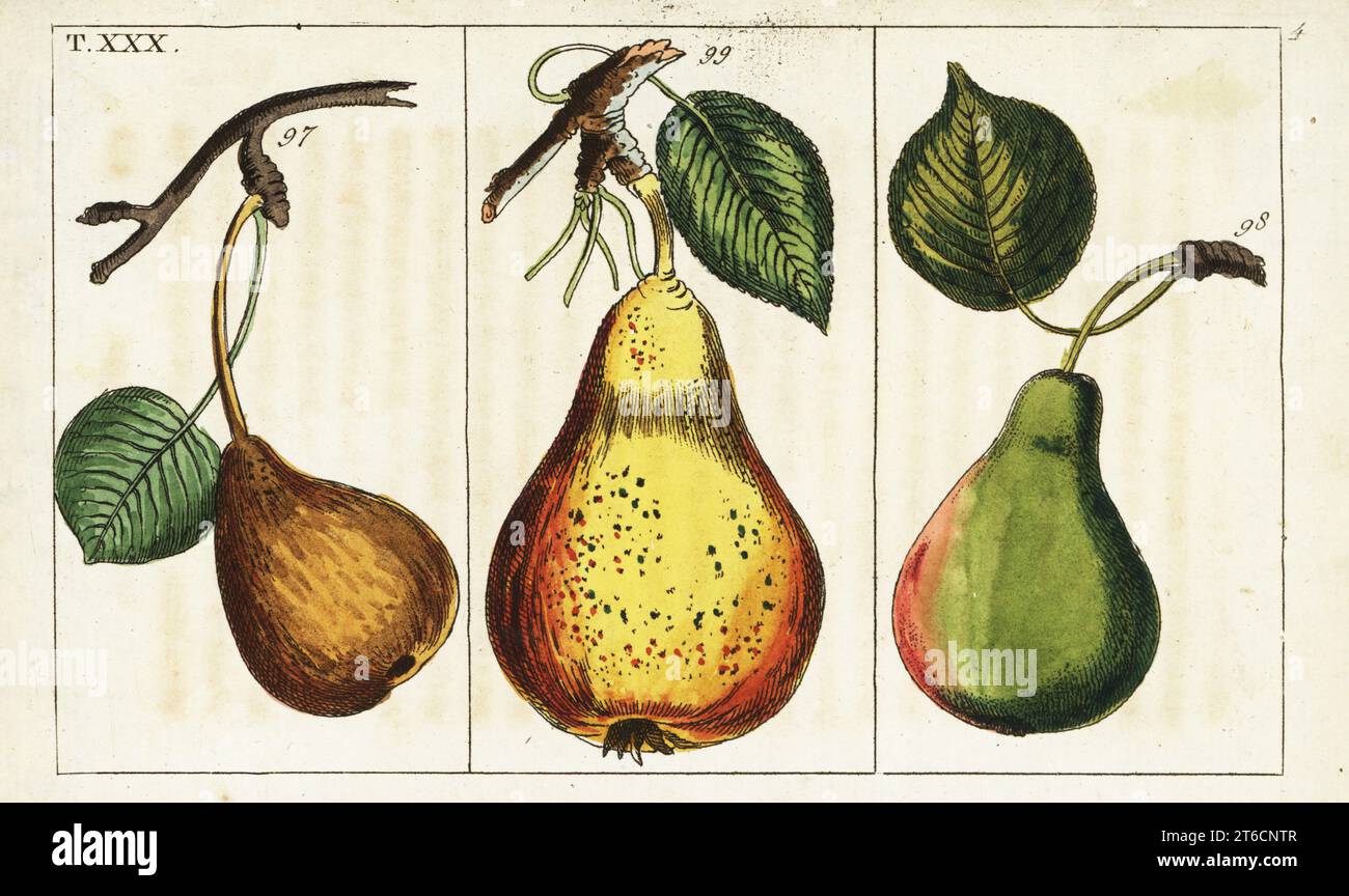 Pear varieties, Pyrus communis: small Pfalzgrafin pear 97, Demoiselle ...
