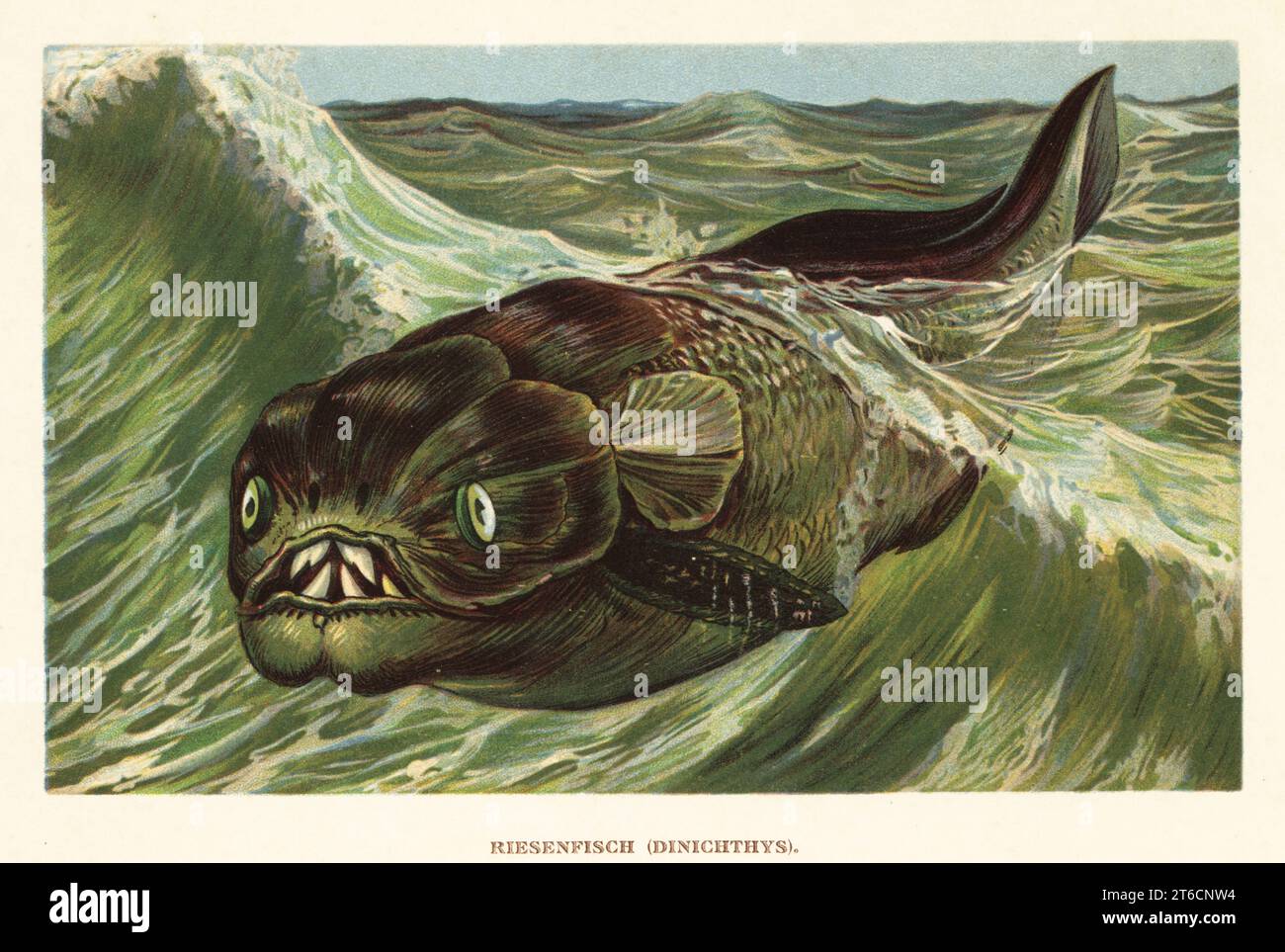 Dinichthys herzeri, extinct, giant, marine arthrodire placoderm from ...