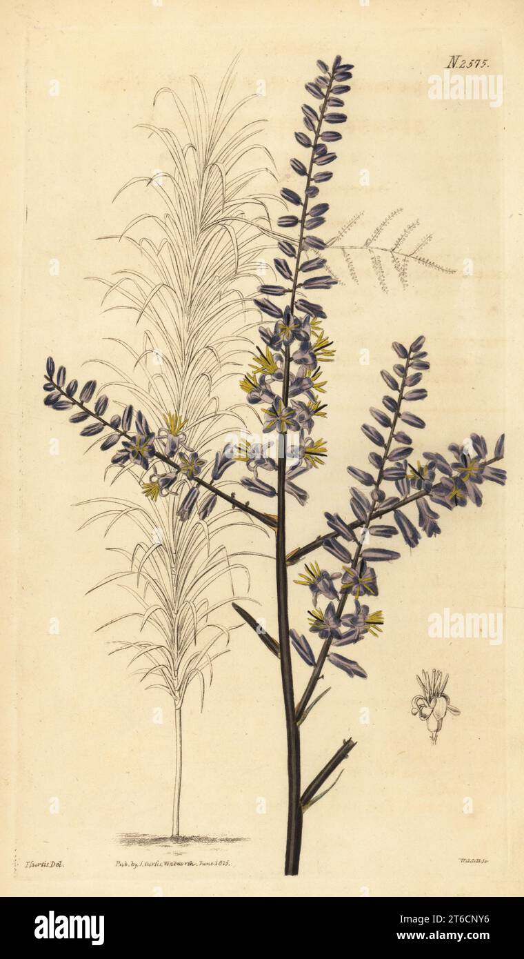 Slender palm lily or narrow-leaved palm lily, Cordyline stricta ...