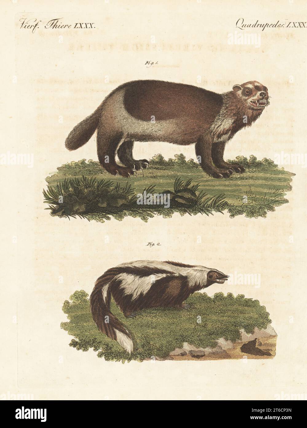American wolverine, Gulo gulo luscus 1, and striped skunk, Mephitis ...