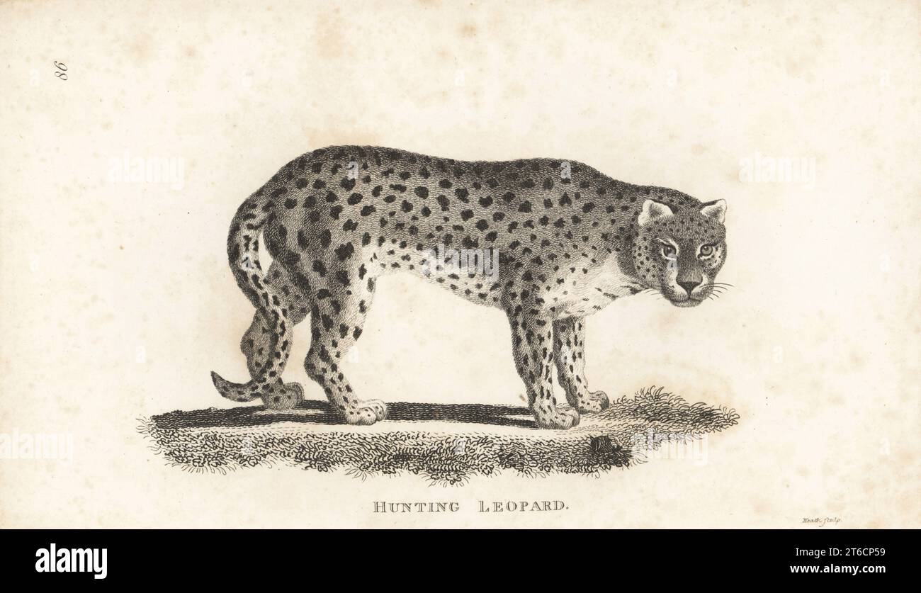 Cheetah, Acinonyx jubatus. Hunting leopard, Felis jubata. Copperplate ...