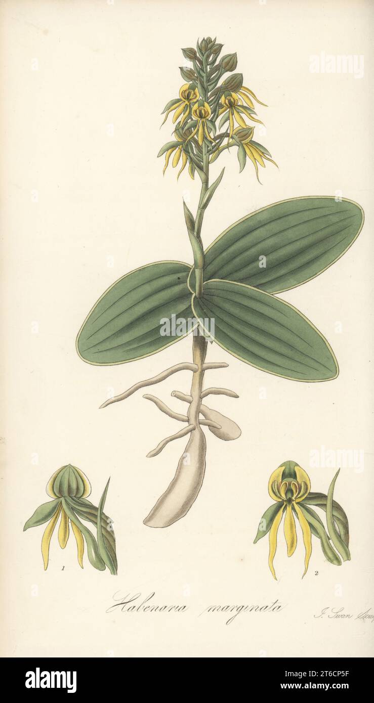 Marginated habenaria orchid, Habenaria marginata. Found in the Botanic ...