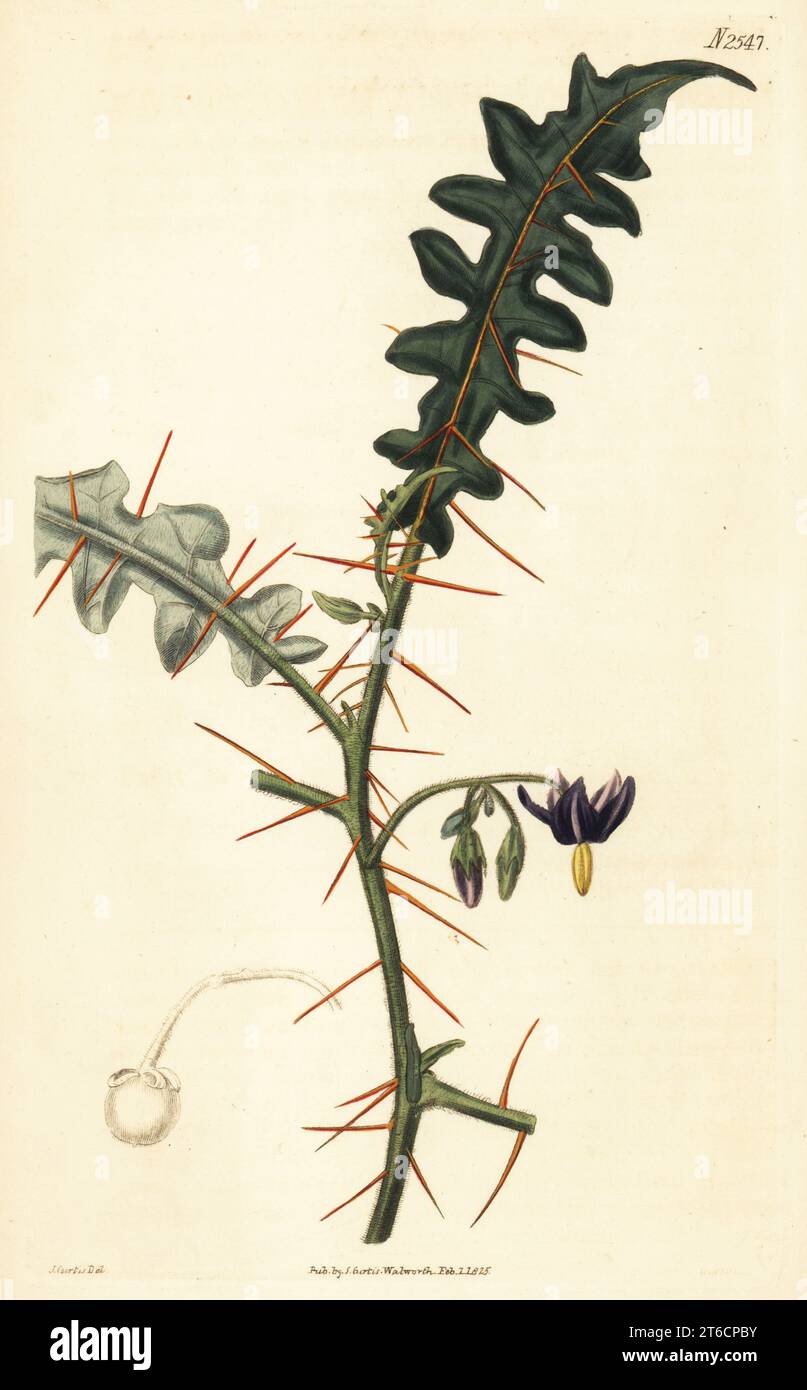 Porcupine tomato, Solanum pyracanthos. Orange-thorned night-shade ...