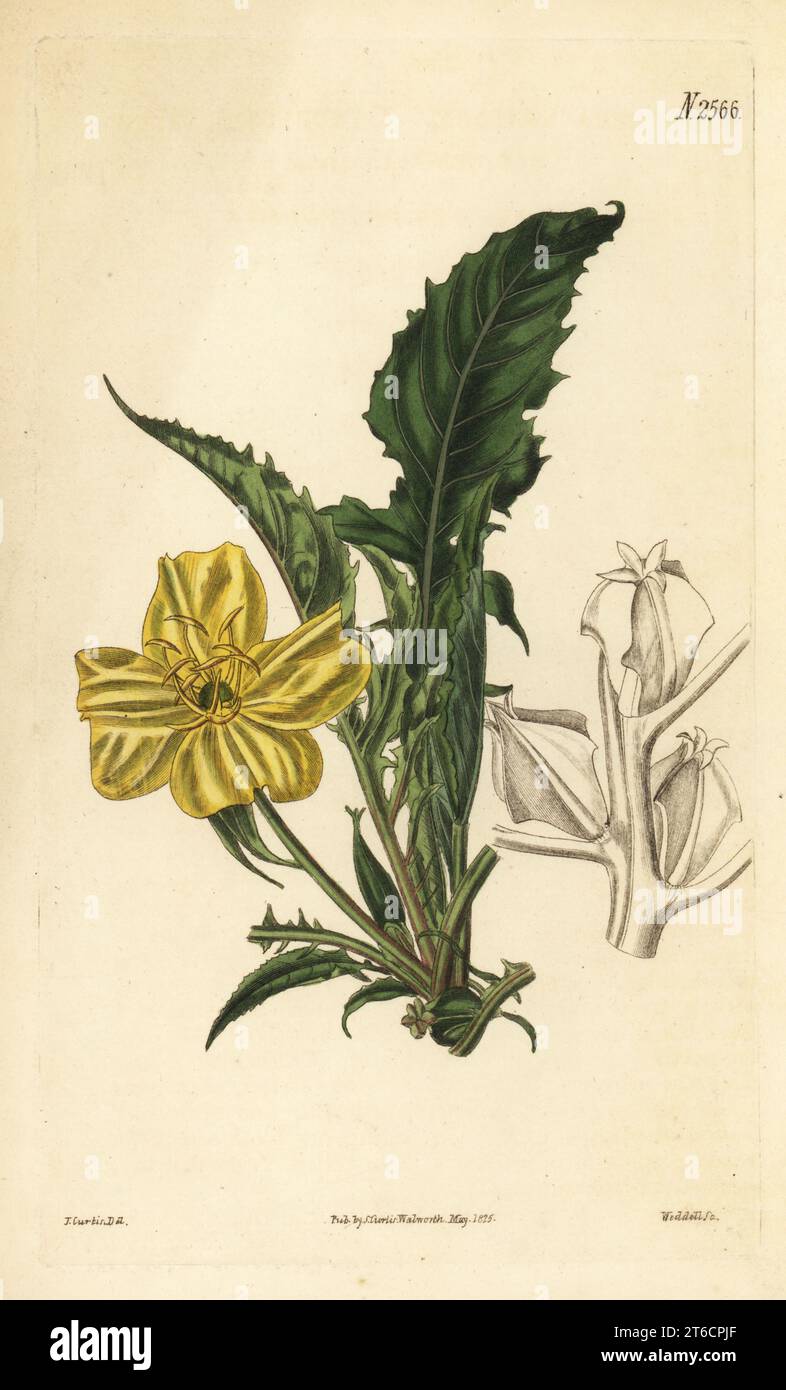 Stemless evening primrose, Oenothera triloba. Dandelion-leaved evening ...
