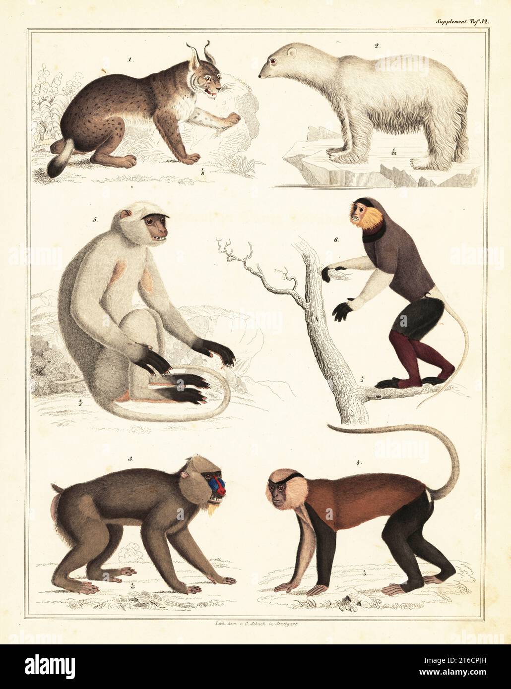 Varieties of mammals. 1 Lynx, Lynx lynx, 2 polar bear, Ursus maritimus ...