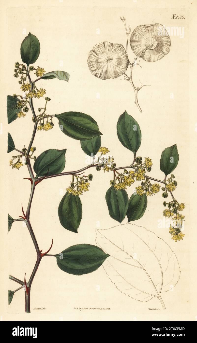 Nepal Christ's-thorn, Paliurus virgatus. Native to Upper Nepal, seeds ...