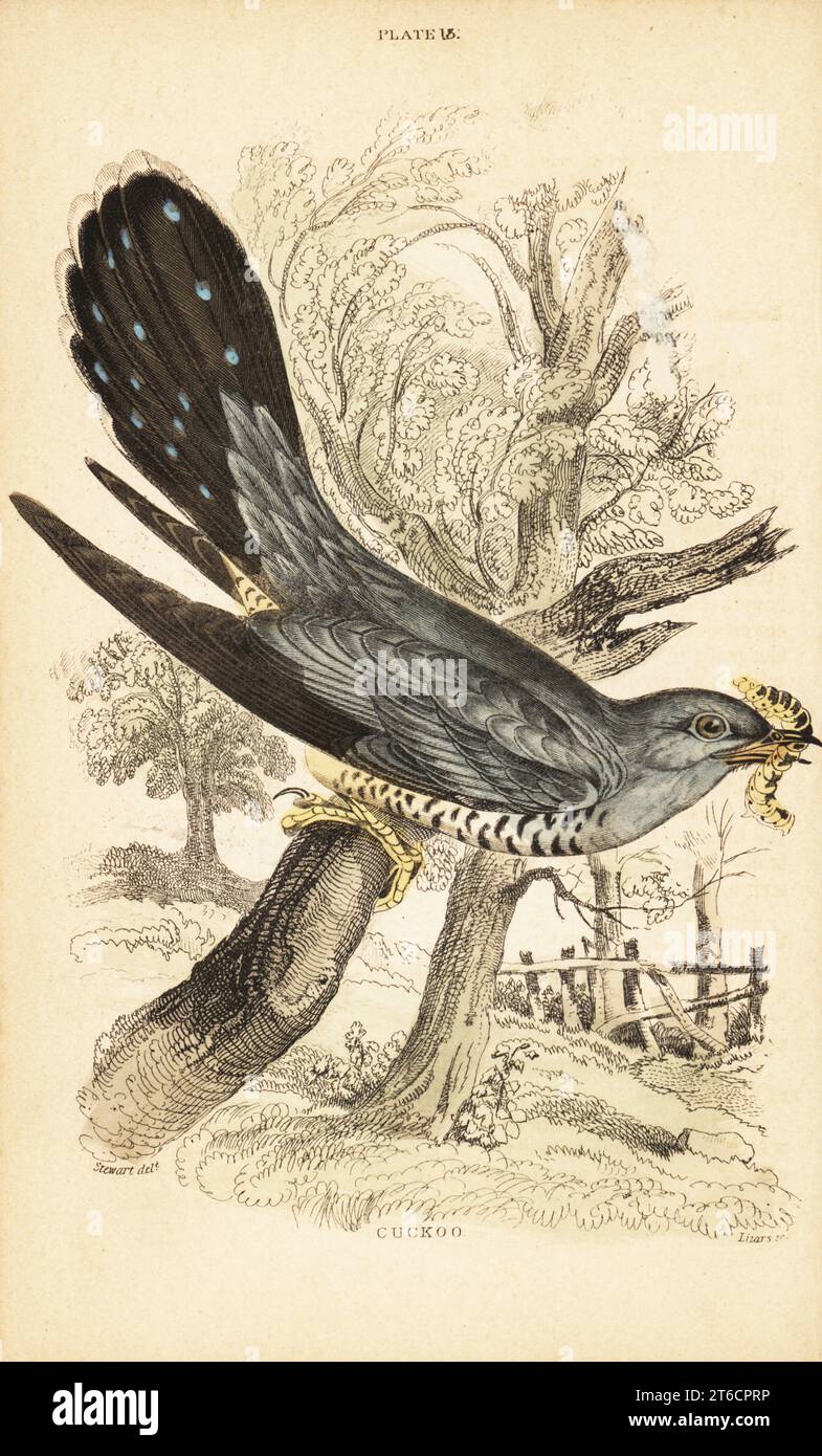 Cuckoo, Cuculus canorus, with a caterpillar in its beak. Handcoloured ...