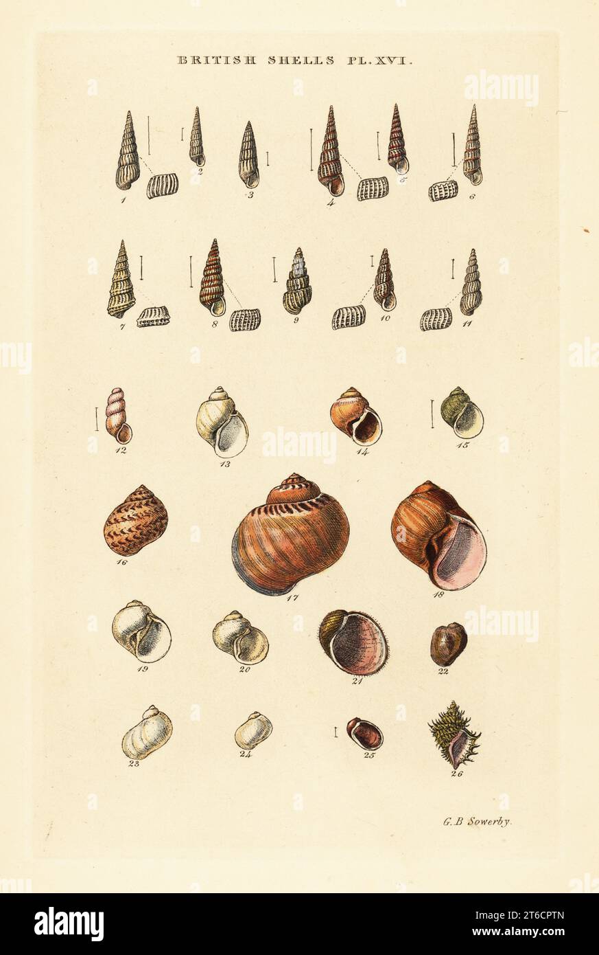 Small sea shell varieties, Turbonilla, Chemnitzia, Natica, Velutina ...
