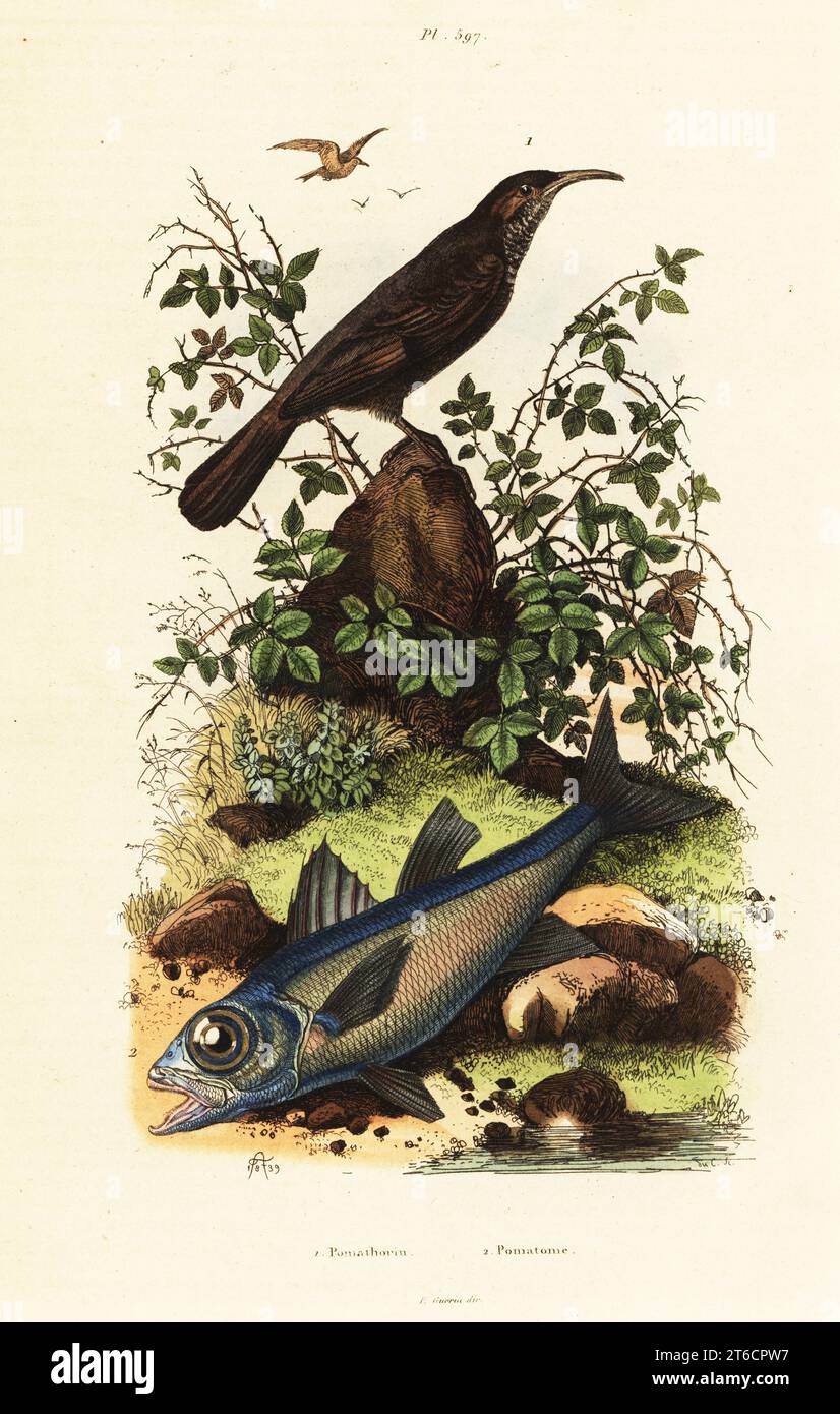 Grey-crowned babbler, Pomatostomus temporalis (Pomathorinus temporalis ...