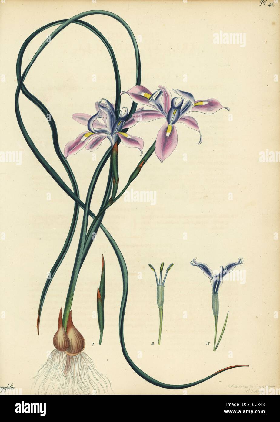 Long-leaved iris, Iris longifolia. Cape of Good Hope, South Africa ...