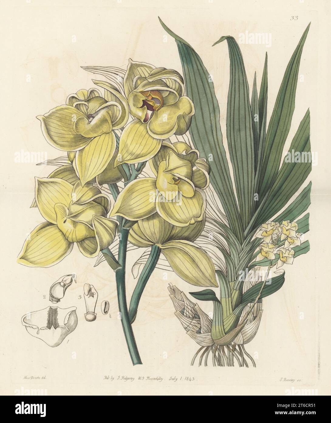 Mormodes luxata orchid. Native to southwestern Mexico, aromatic flowers ...