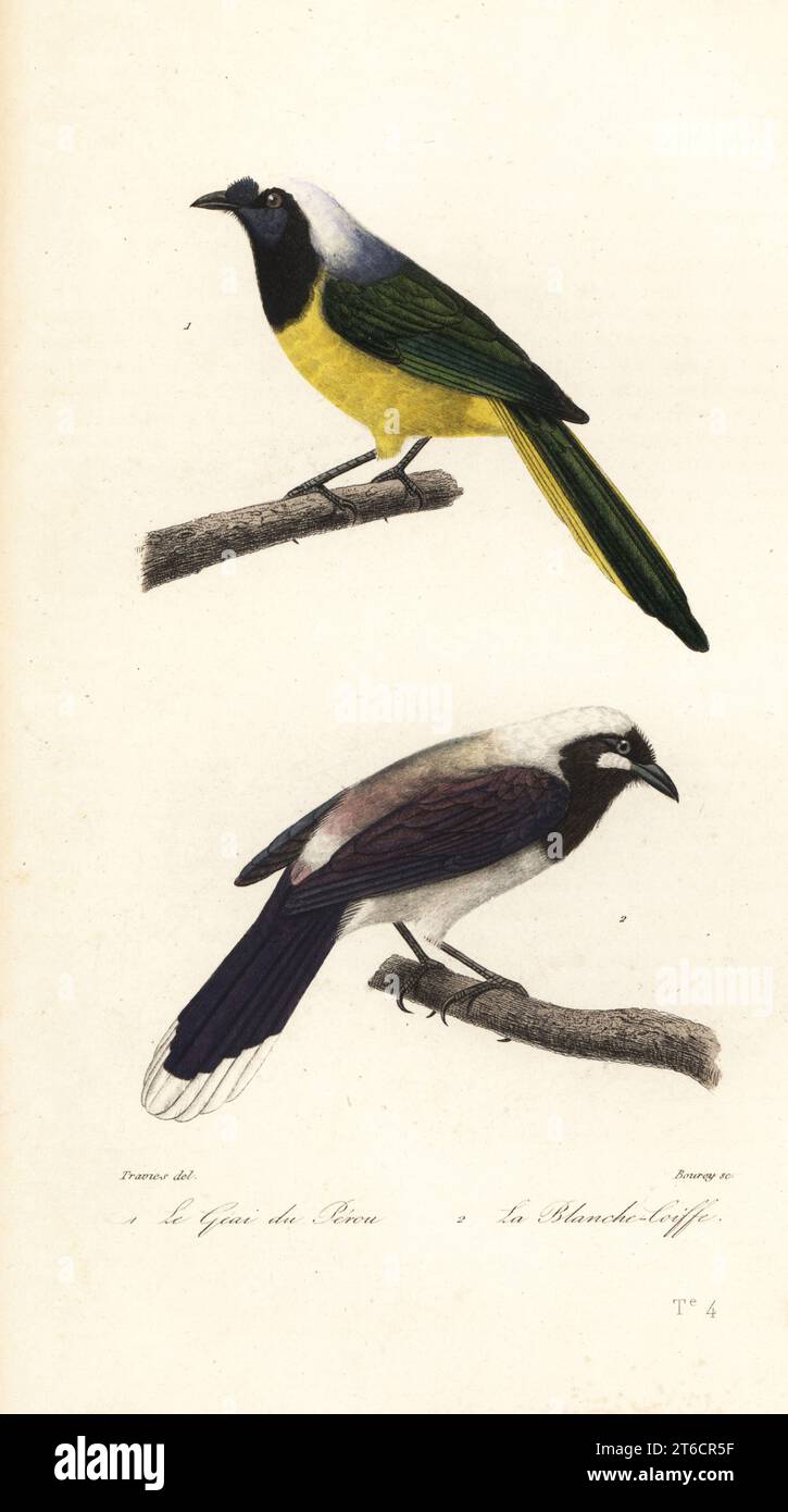 Inca jay or green jay, Cyanocorax yncas 1, and Cayenne jay, Cyanocorax ...