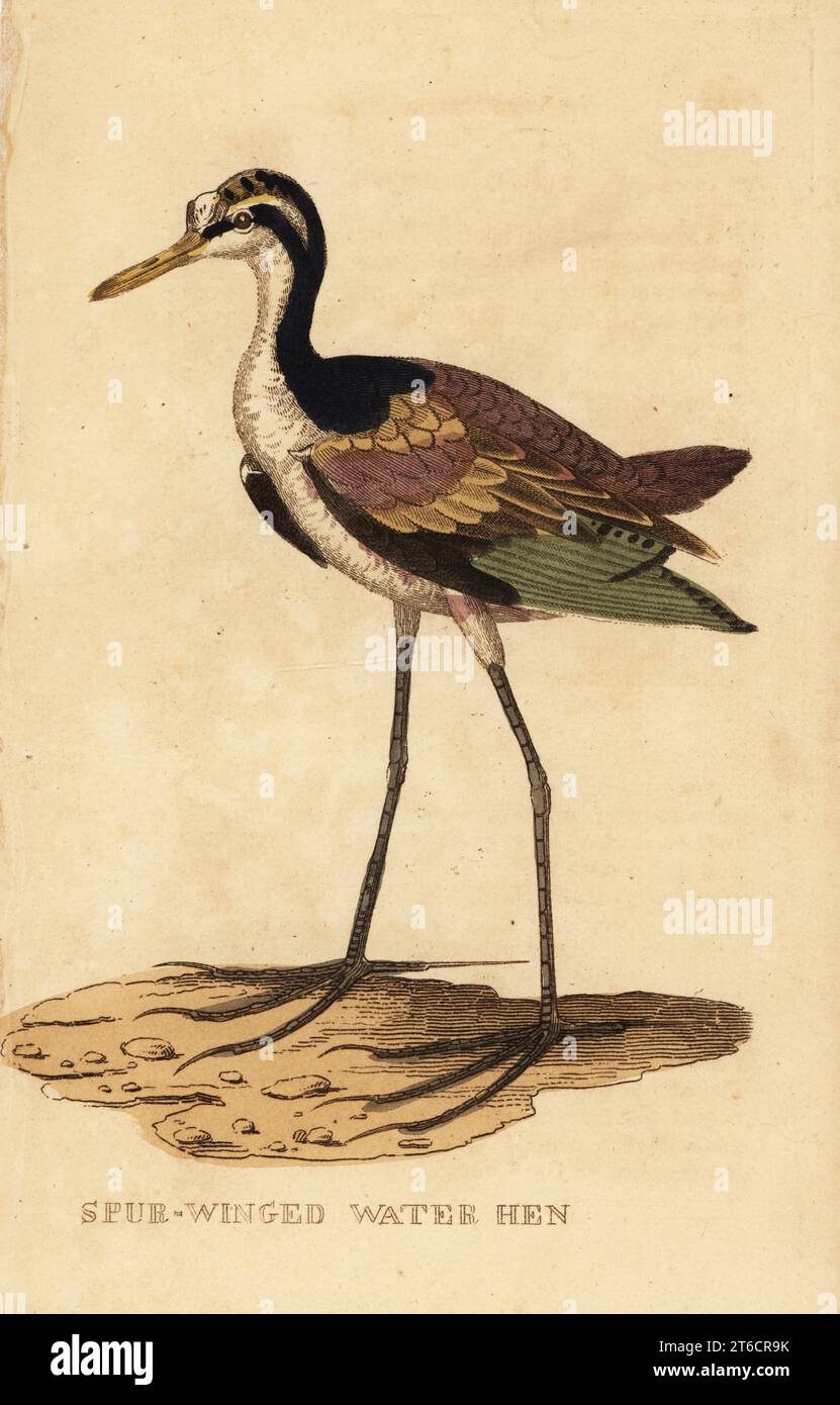 Spur winged water hen hi-res stock photography and images - Alamy