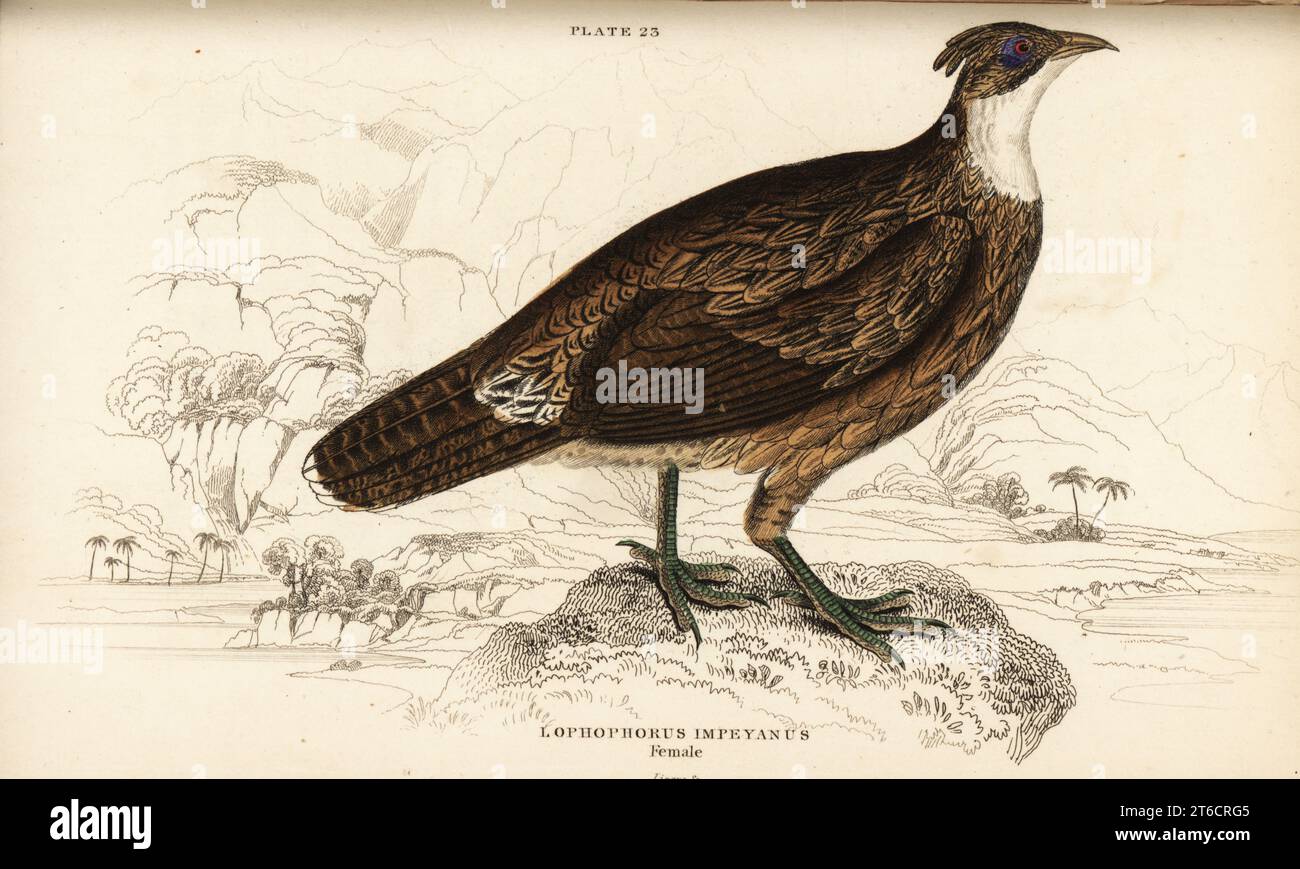Himalayan monal, female, Lophophorus impejanus (Impeyan lophophorus ...