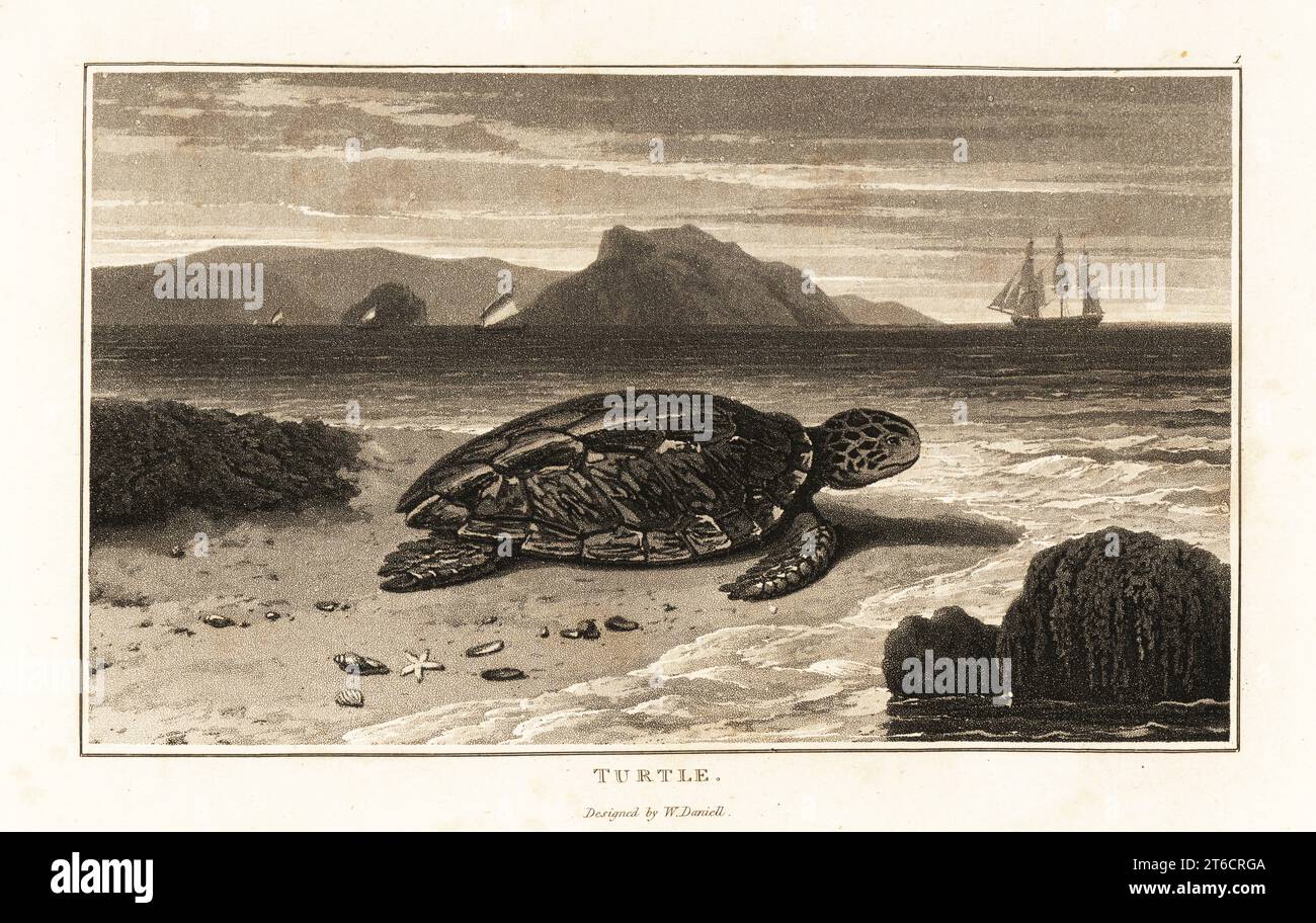 Green sea turtle, Chelonia mydas, endangered, on a beach in front of an ...