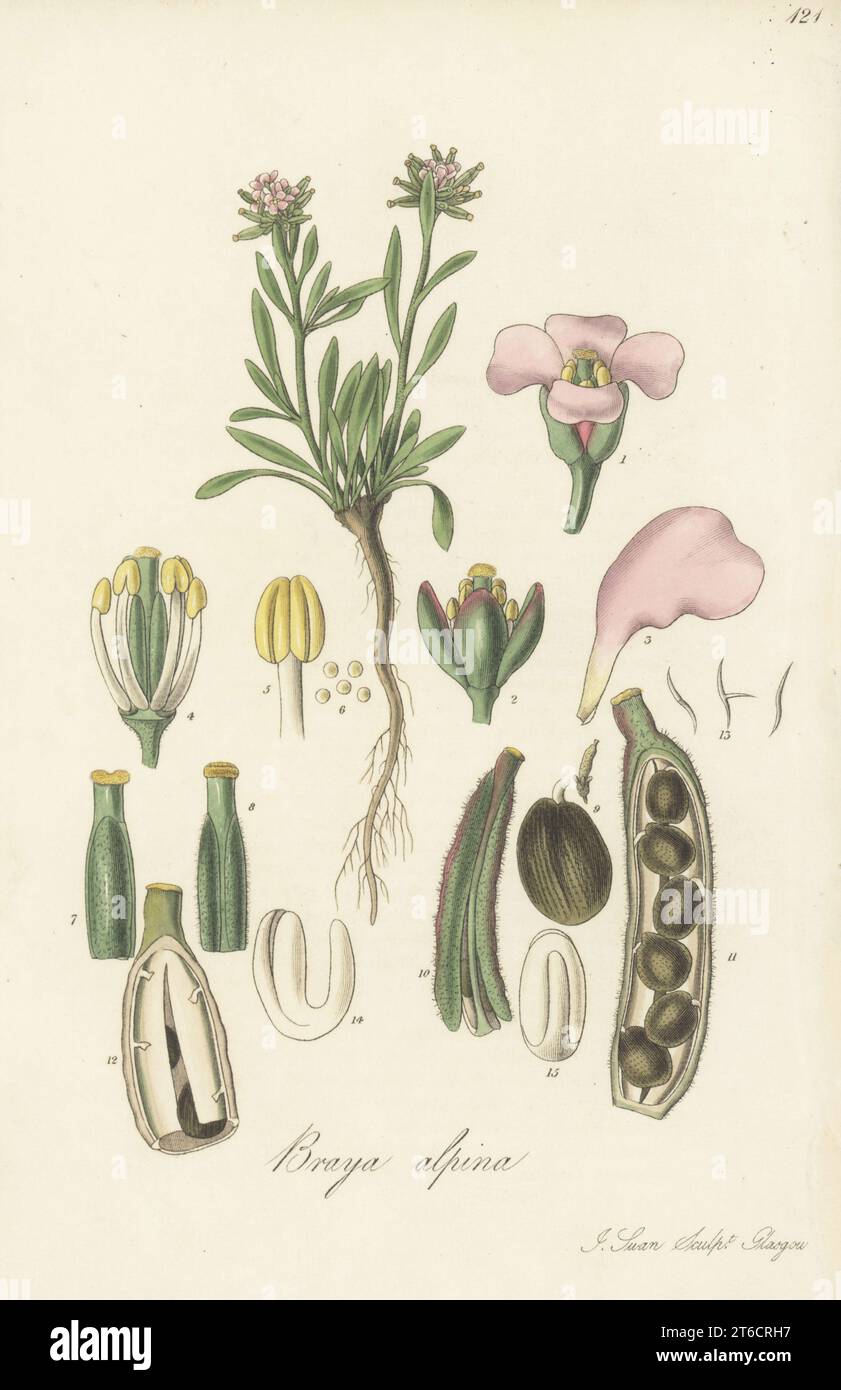 Alpine braya, Braya alpina. Native to the Alps of Carinthia and ...