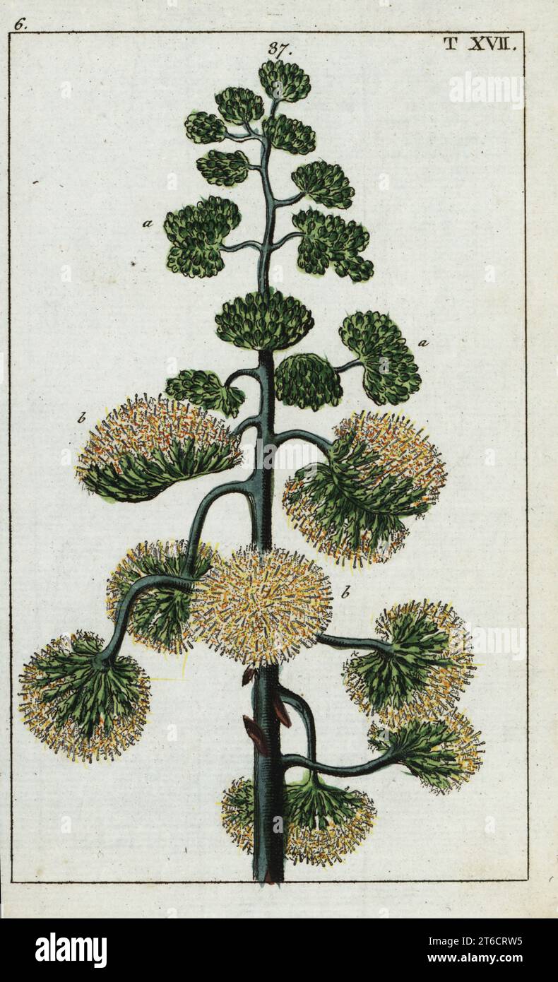 Century plant, maguey, or American aloe, Agave americana. Handcolored ...