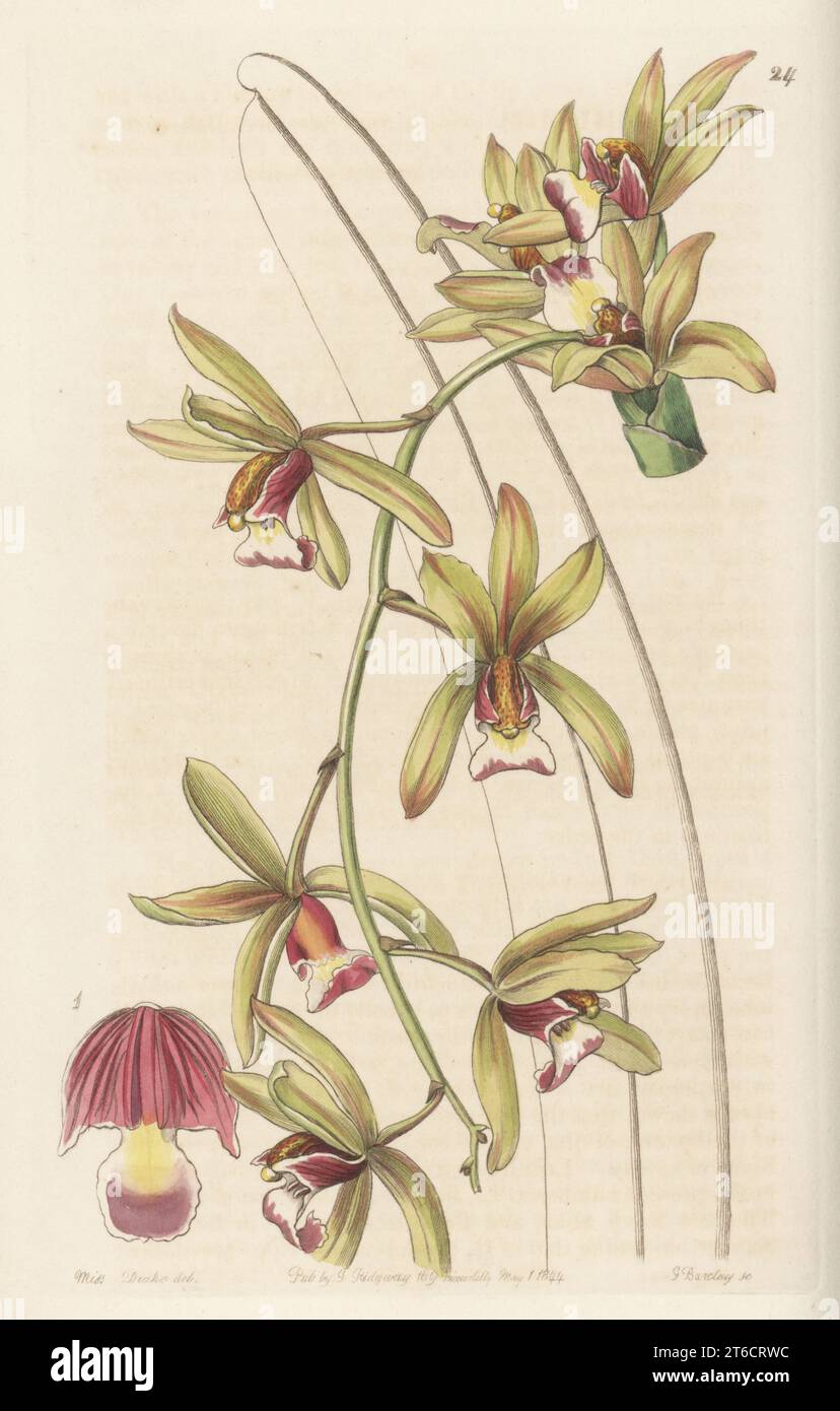 Boat orchid, Cymbidium finlaysonianum. Named for orchid collector ...